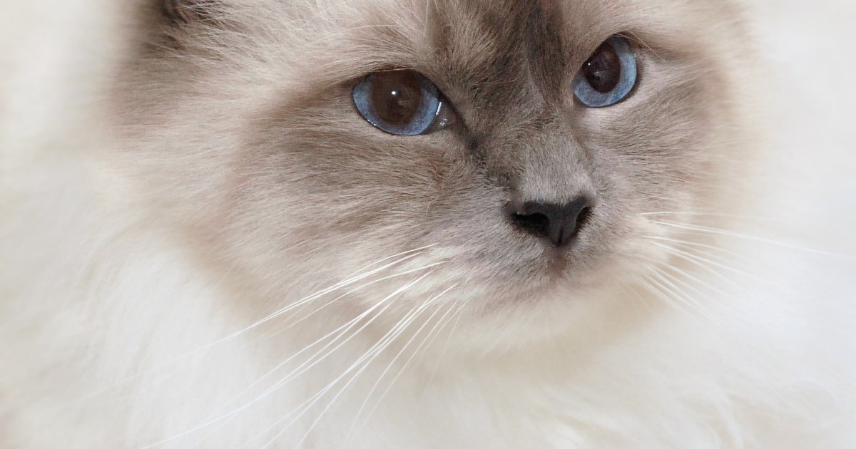Birman Cat Breed Information & Characteristics