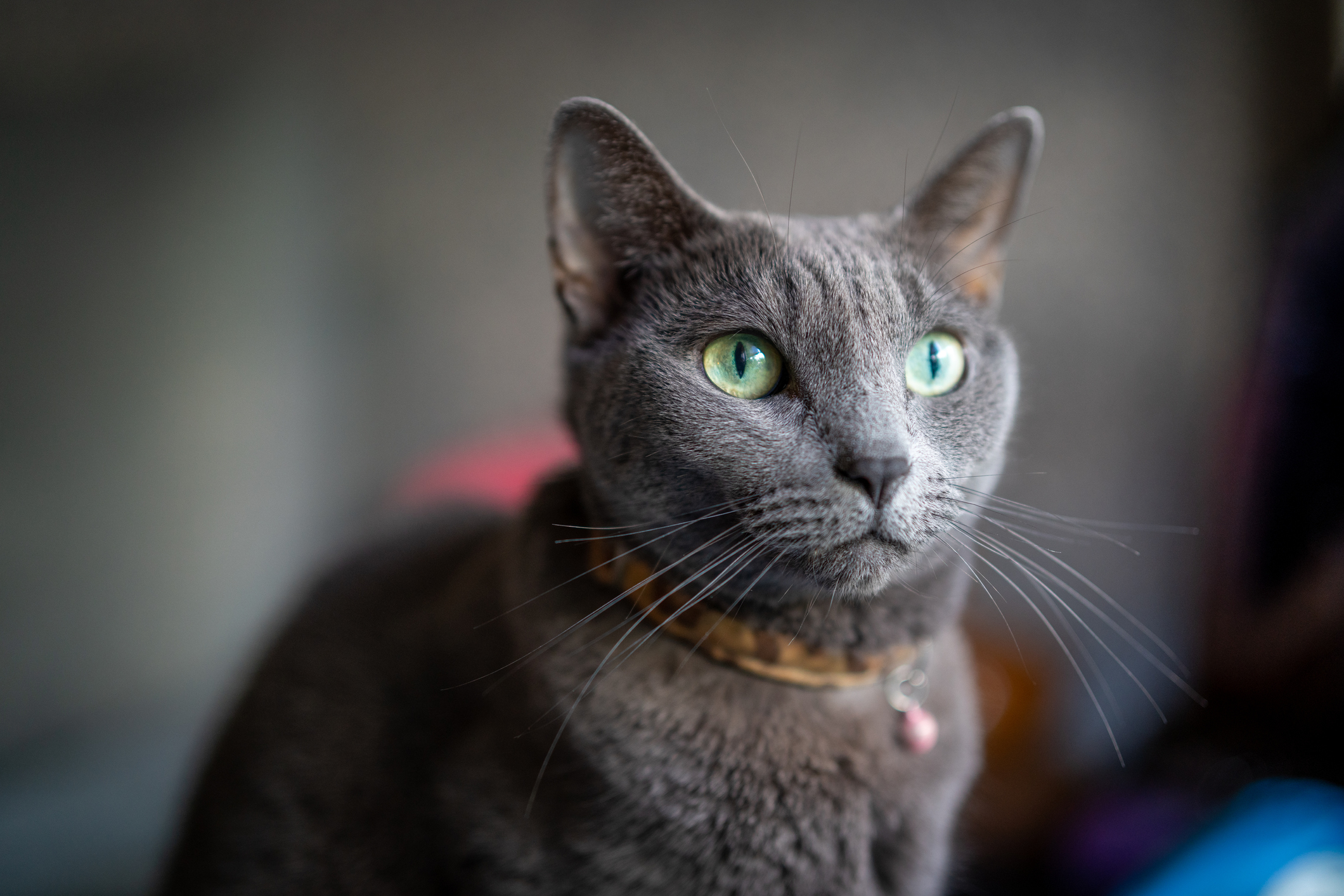 Russian Blue Cat Breed Information & Characteristics