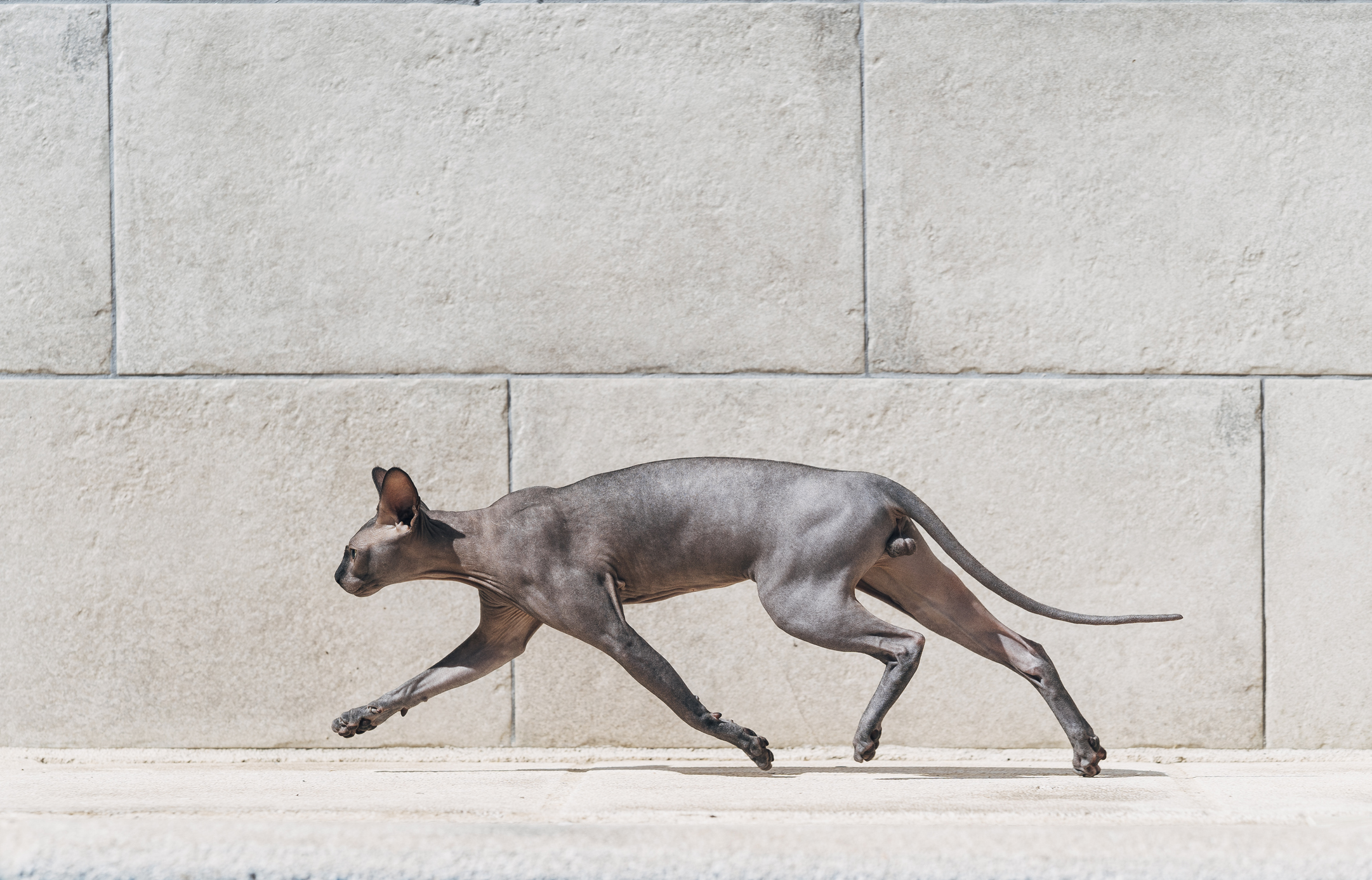 Sphynx Cat Breed Information & Characteristics