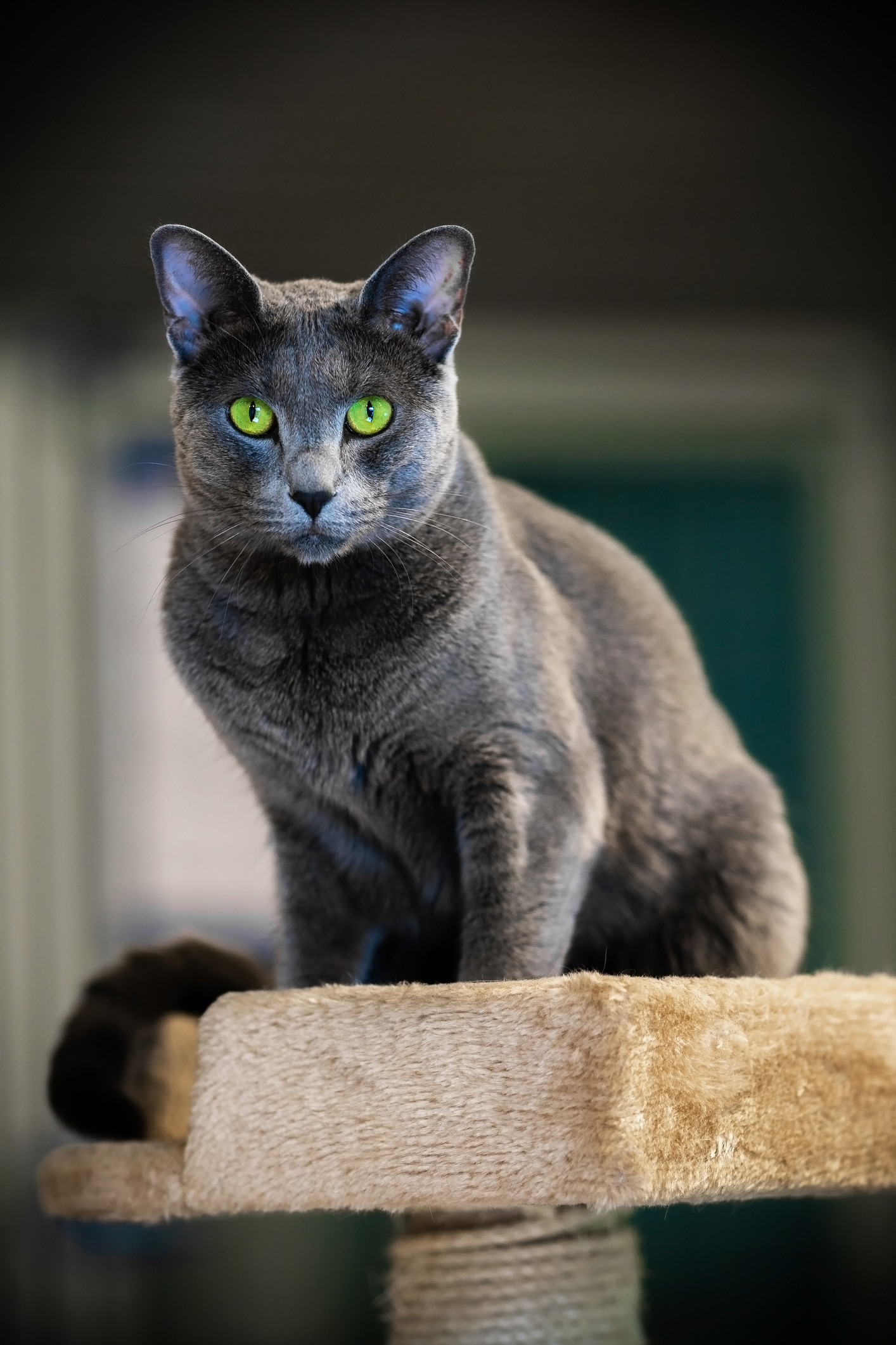 Russian Blue Cat Breed Information & Characteristics