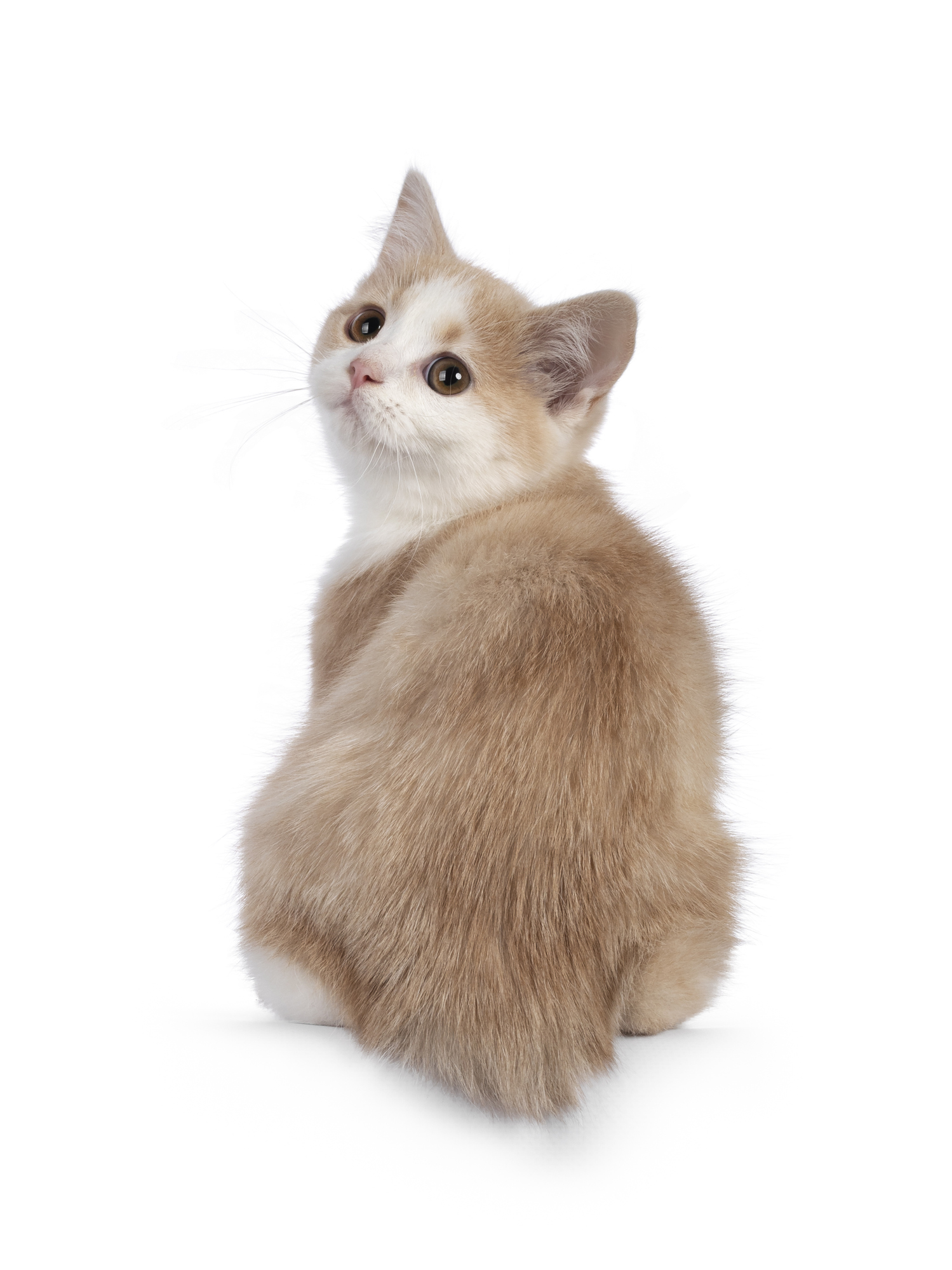 Manx Cat Breed Information & Characteristics