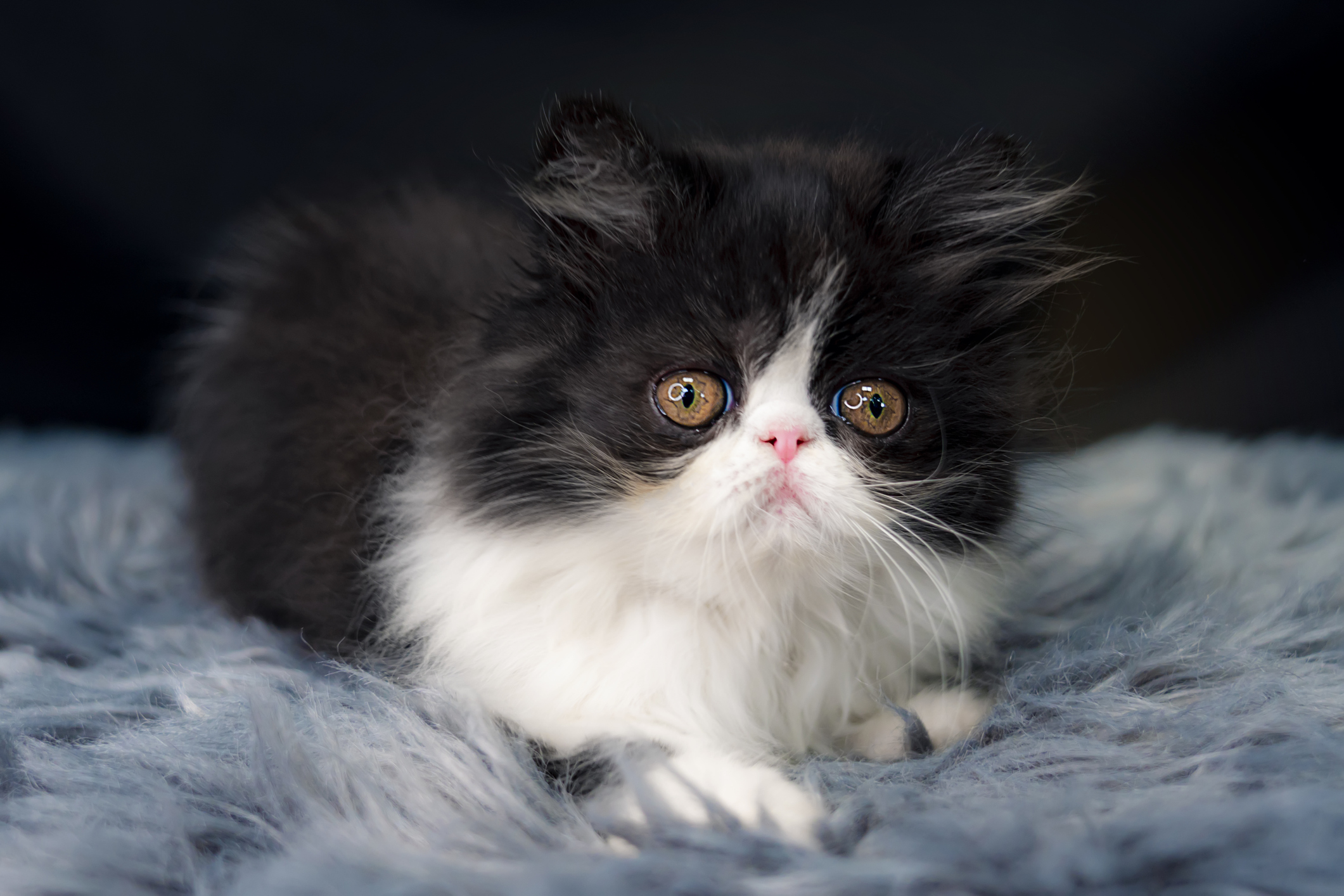 Persian Cat Breed Information & Characteristics