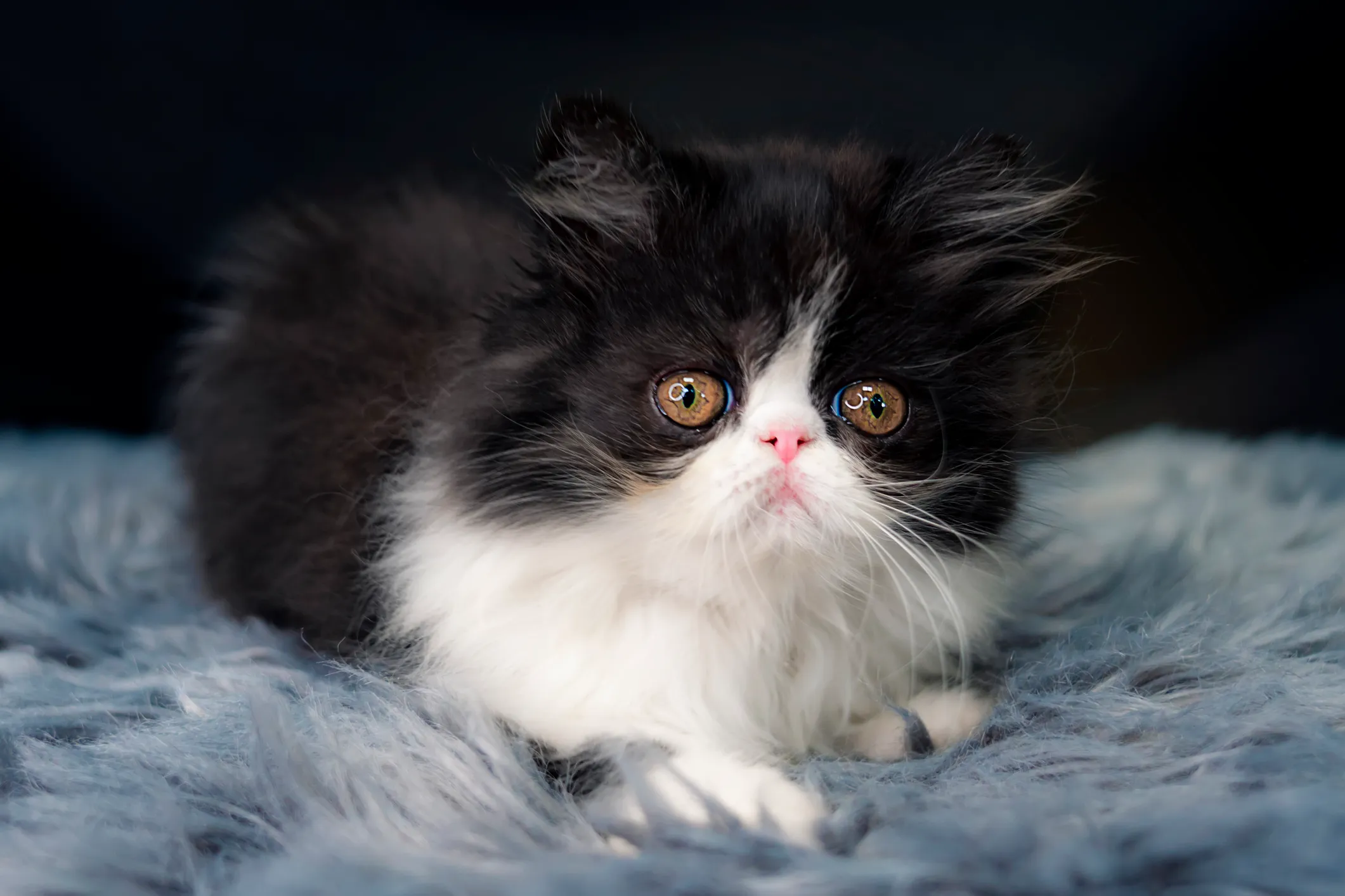 Persian Cat Breed Information & Characteristics