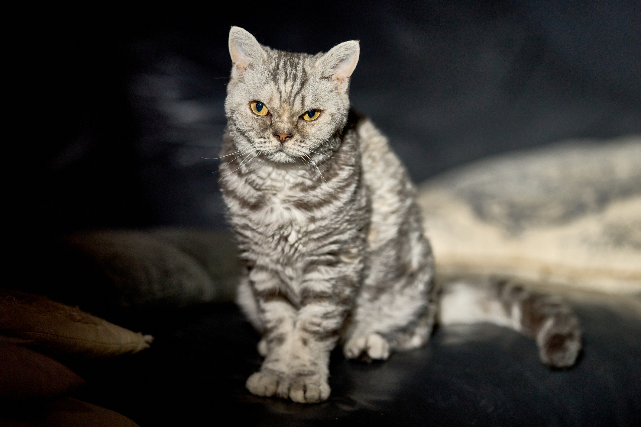 Selkirk Rex Cat Breed Information & Characteristics
