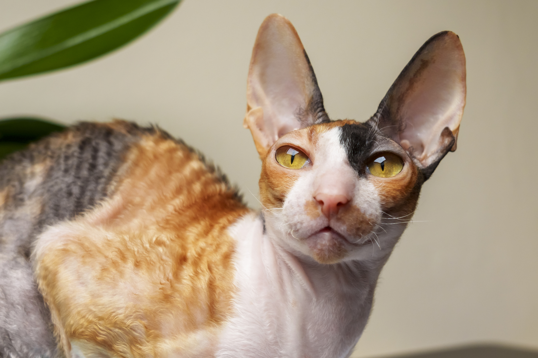 Cornish Rex Cat Breed Information & Characteristics
