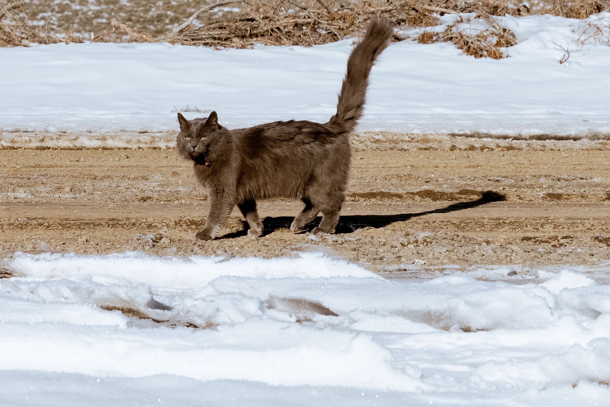 Nebelung Cat Breed Information & Characteristics