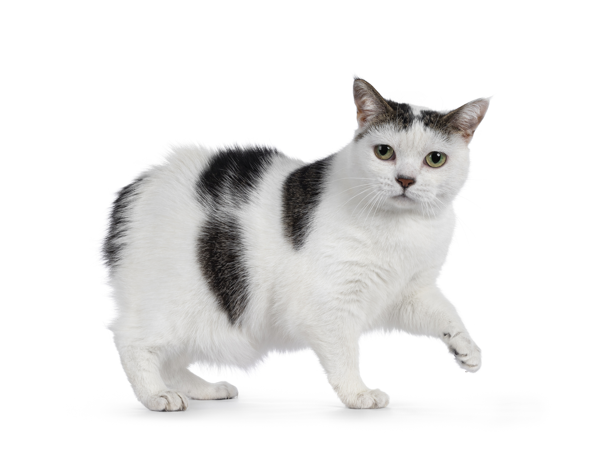 Manx Cat Breed Information & Characteristics