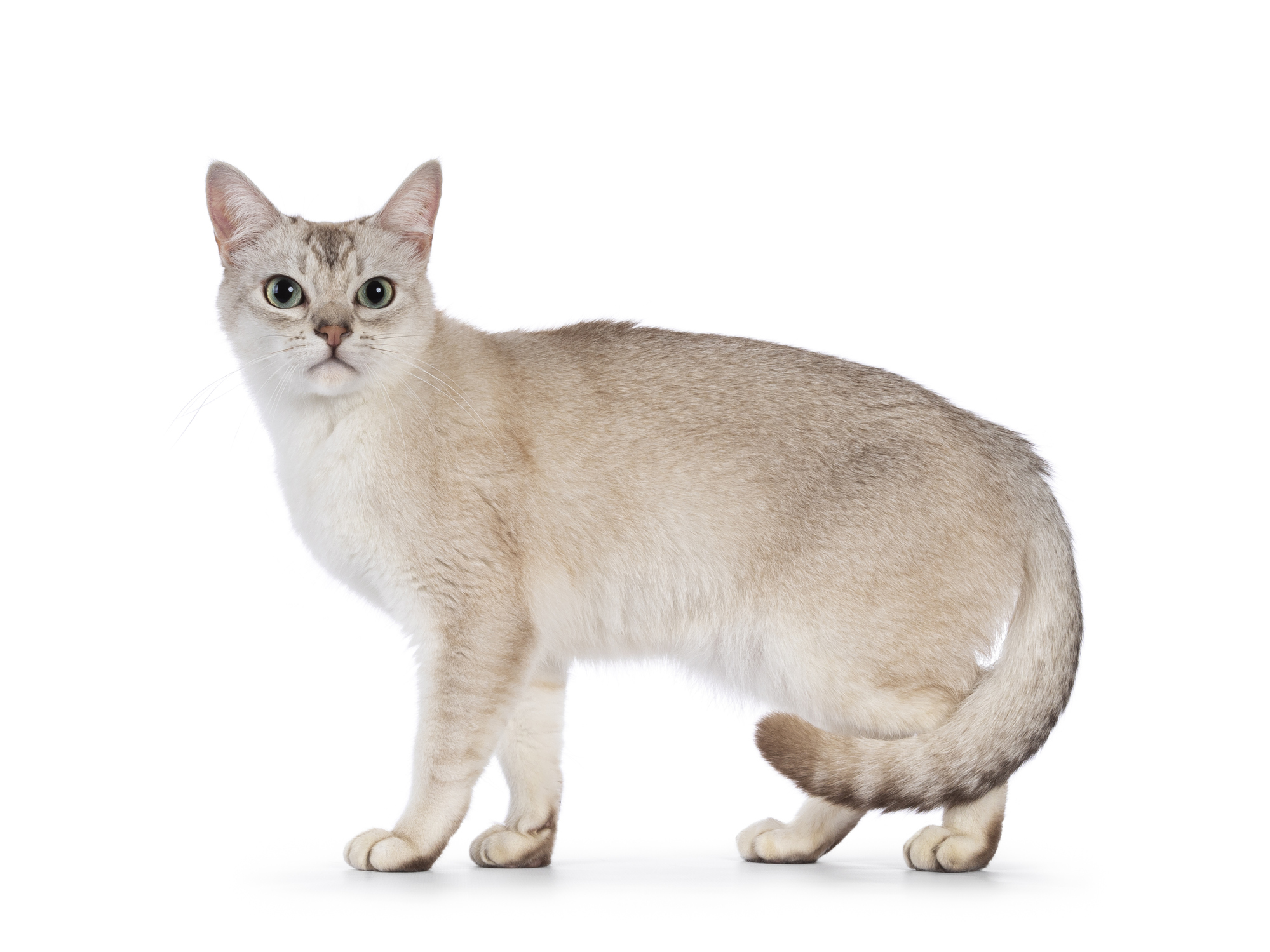 Burmilla Cat Breed Information & Characteristics