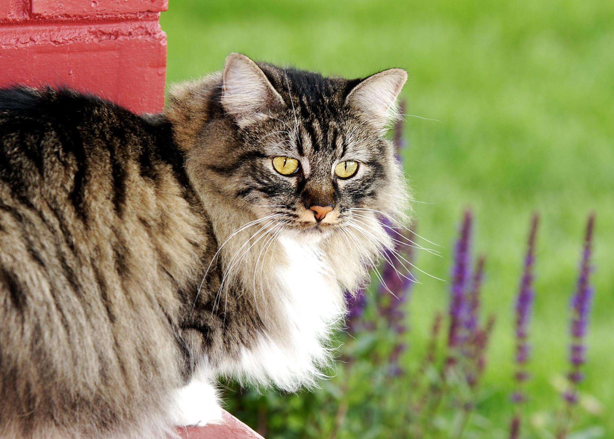 Cymric Cat Breed Information & Characteristics