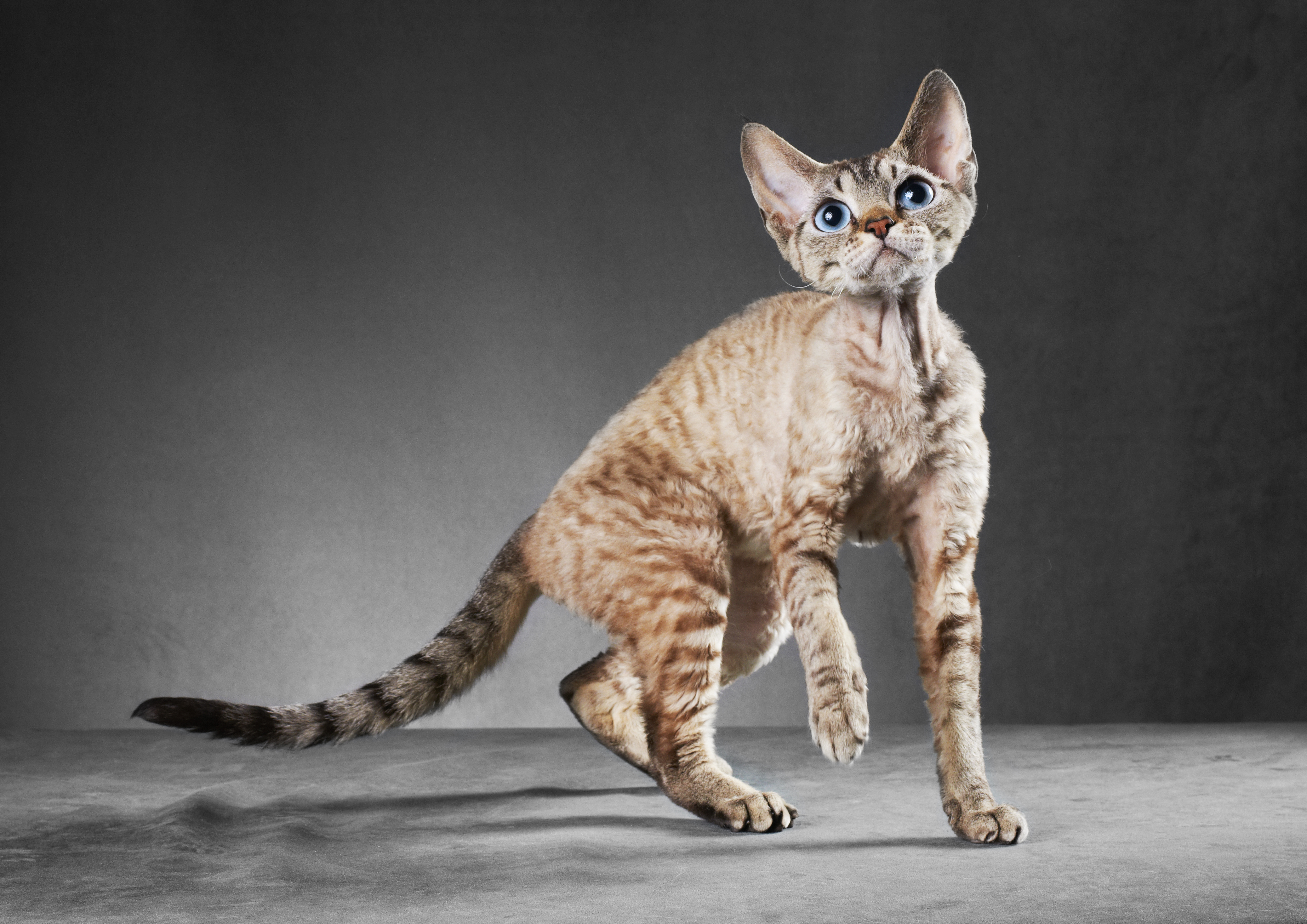 Cornish Rex Cat Breed Information & Characteristics