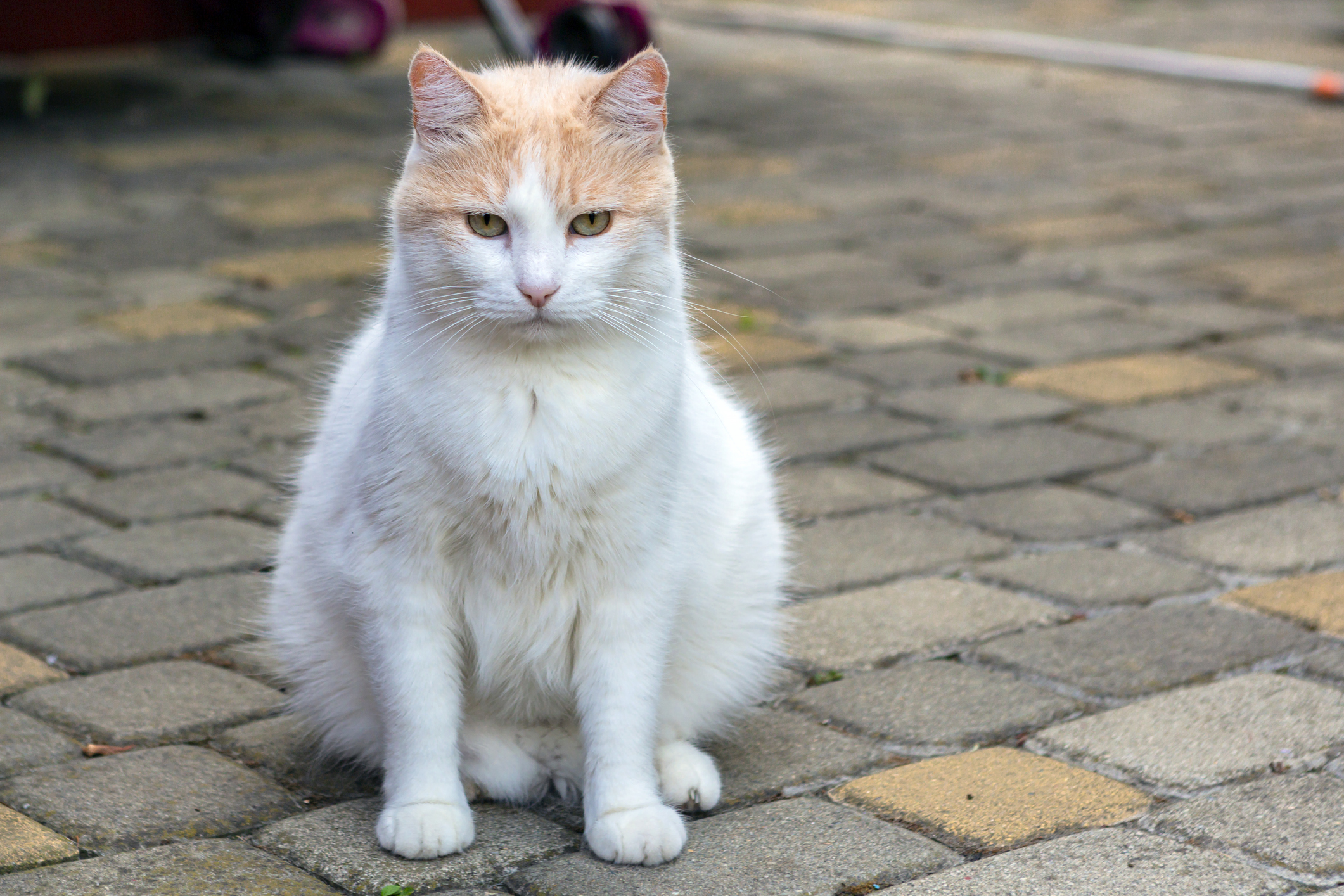 Turkish Van Cat Breed Information & Characteristics
