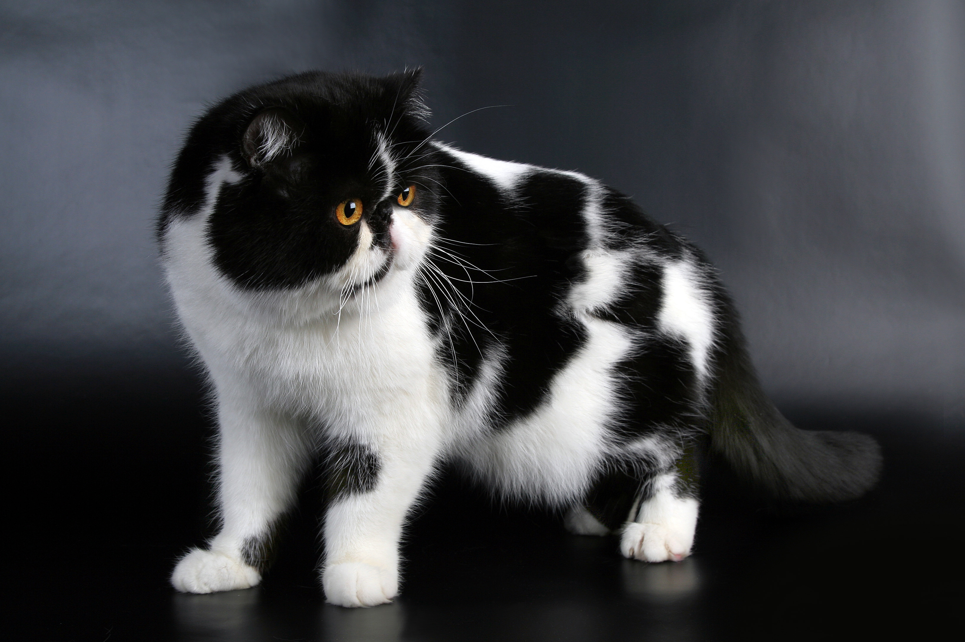 Exotic Cat Breed Information & Characteristics