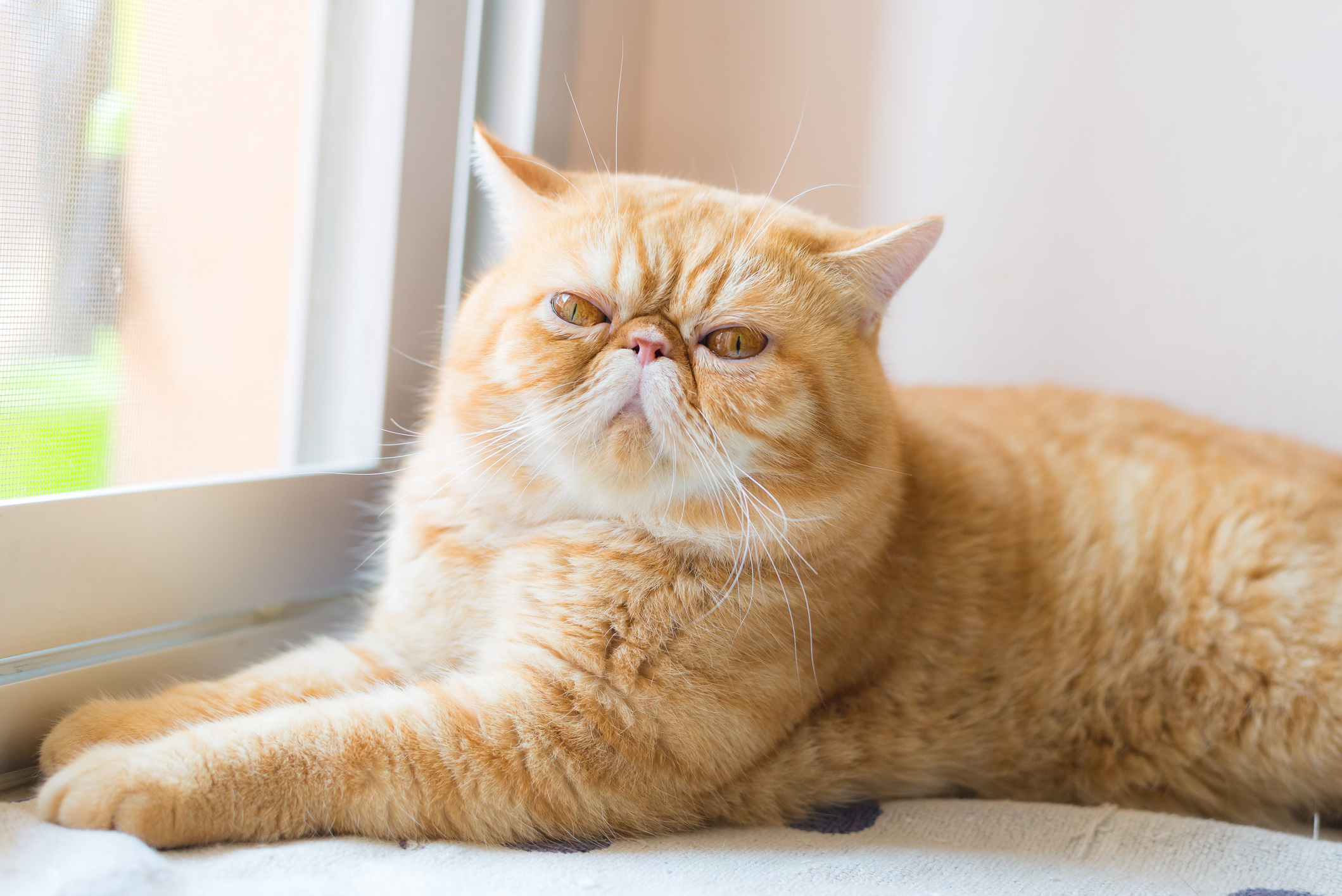 Exotic Cat Breed Information & Characteristics