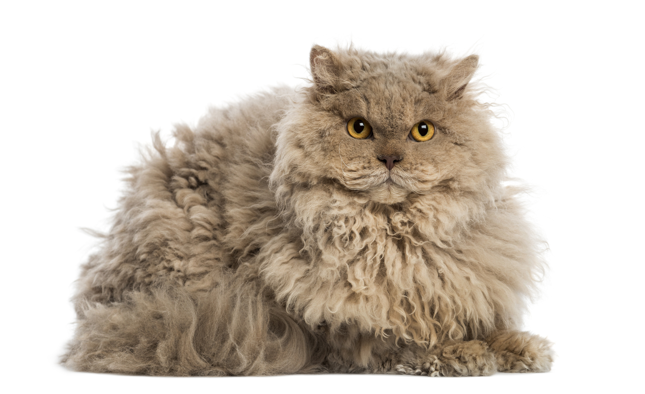 Selkirk Rex Cat Breed Information & Characteristics