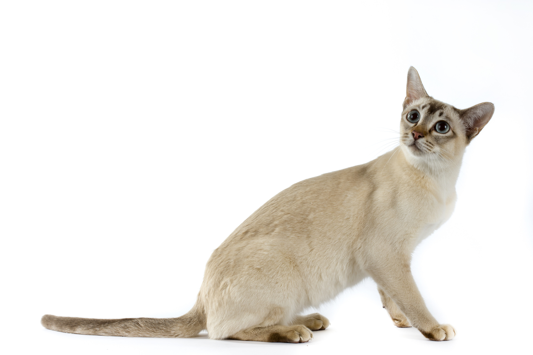 Tonkinese Cat Breed Information & Characteristics