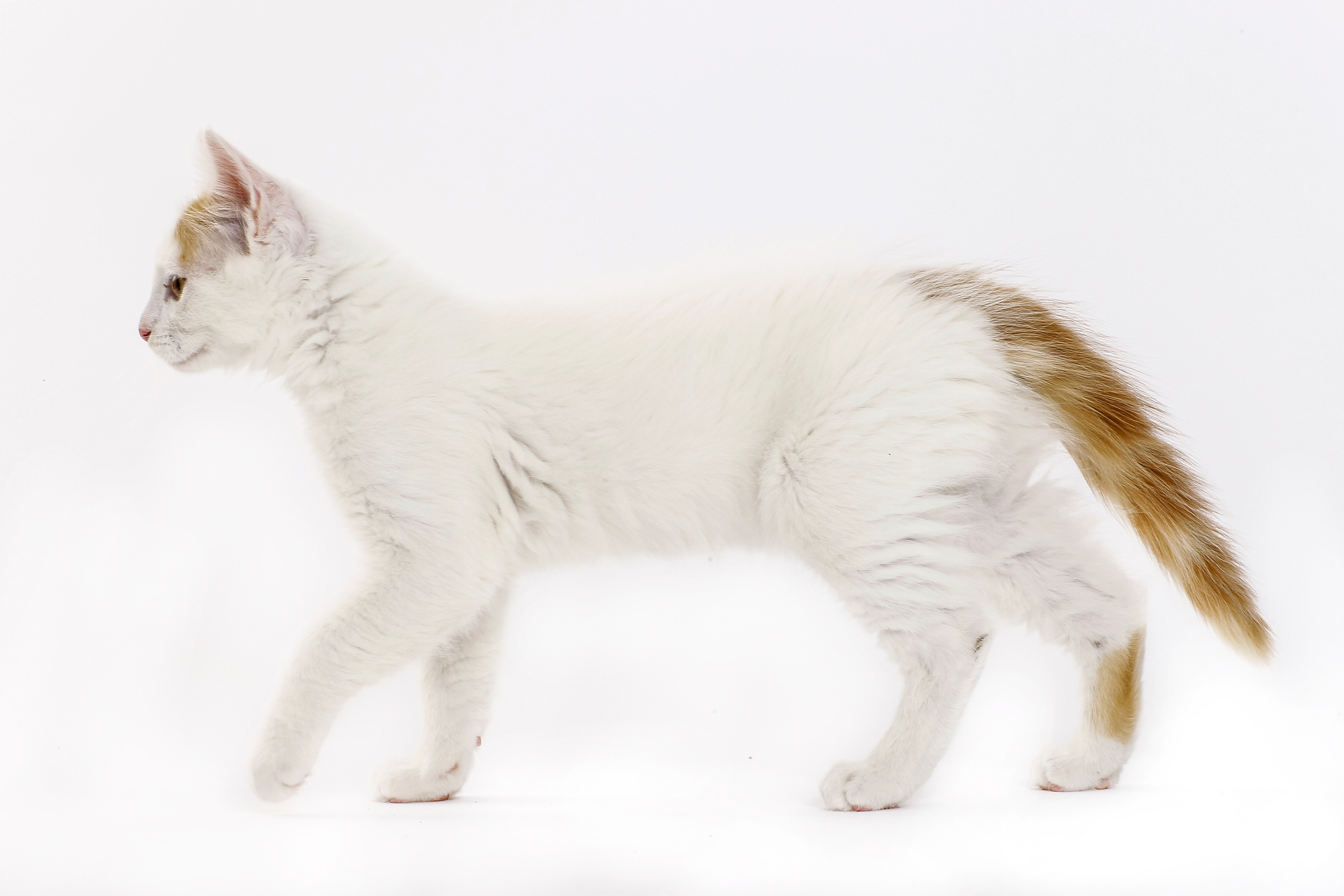 Turkish Van Cat Breed Information & Characteristics