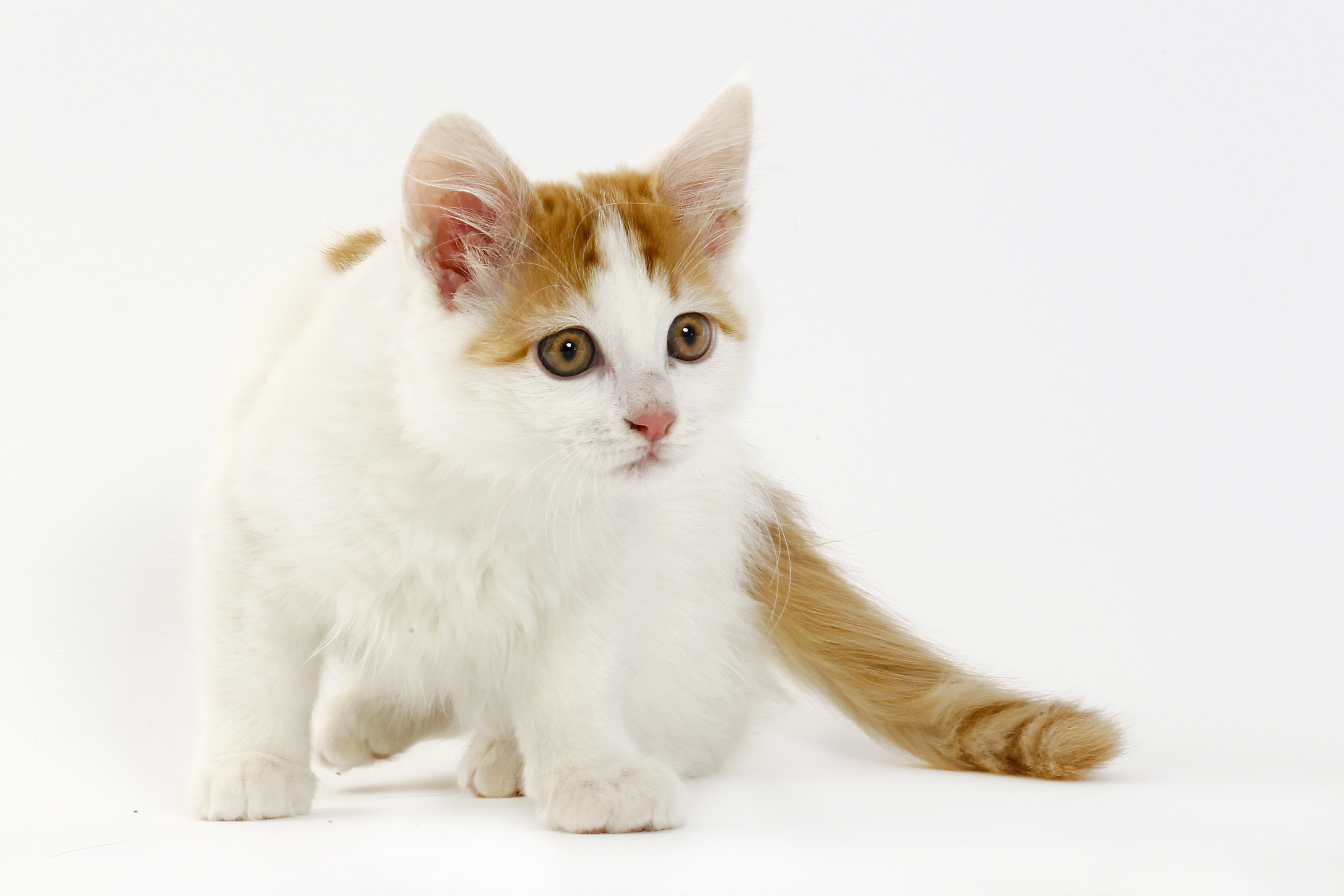 Turkish Van Cat Breed Information & Characteristics
