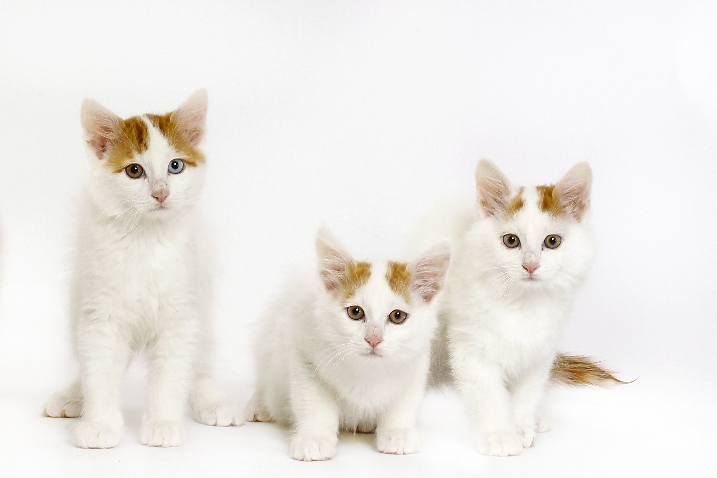 Turkish Van Cat Breed Information & Characteristics