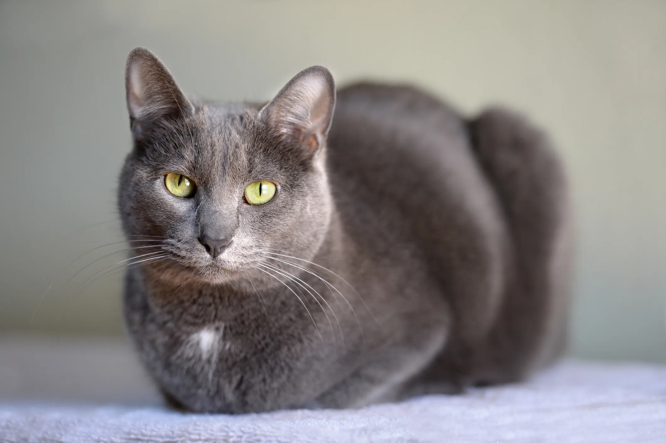 Korat Cat Breed Information & Characteristics