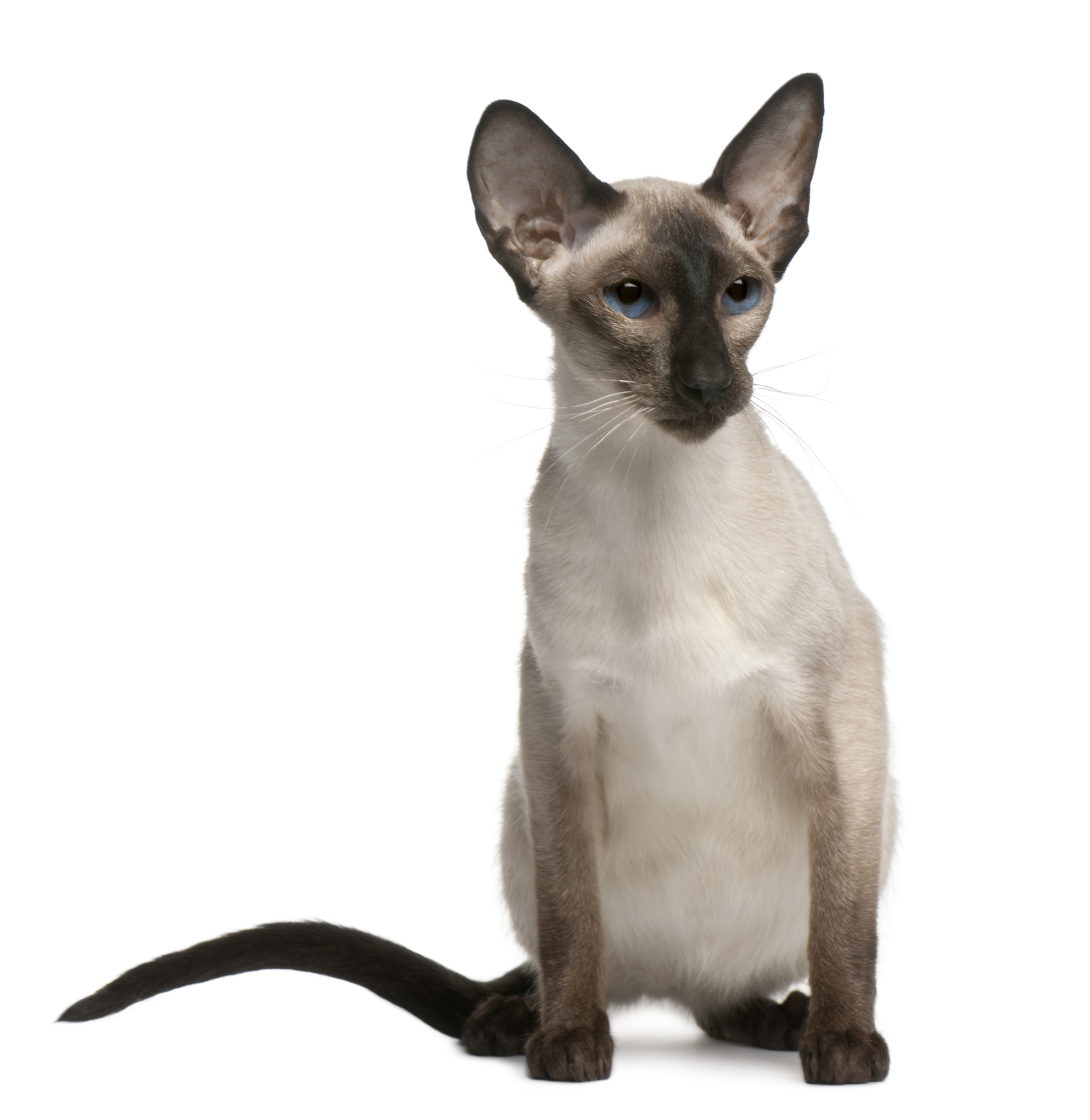 Balinese Cat Breed Information & Characteristics