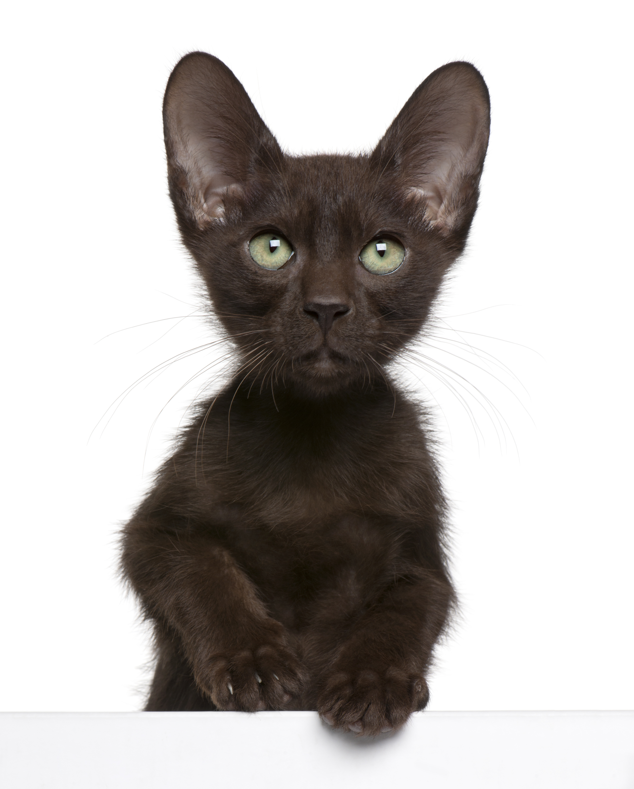 Havana Brown Cat Breed Information & Characteristics
