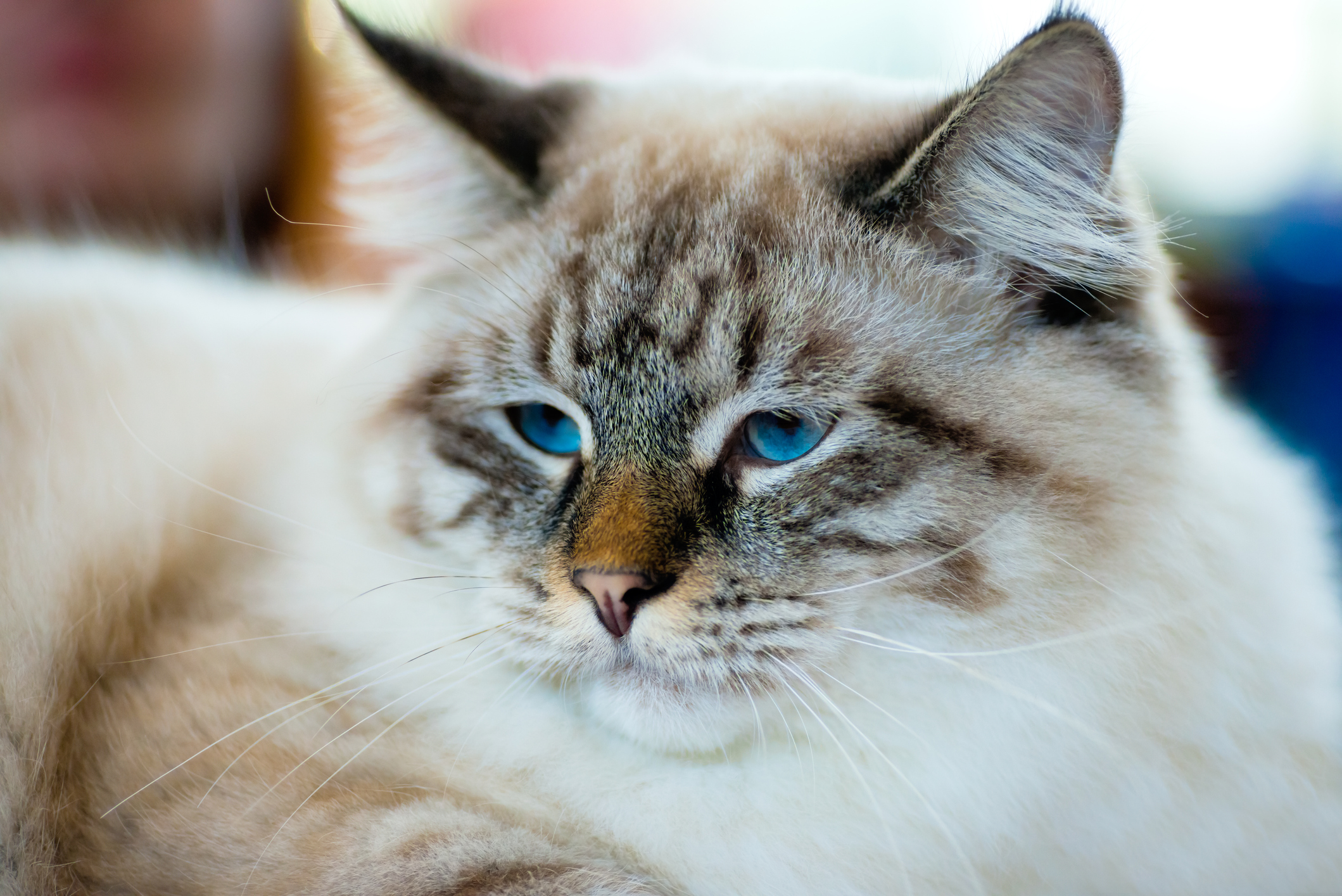 Ragamuffin Cat Breed Information & Characteristics