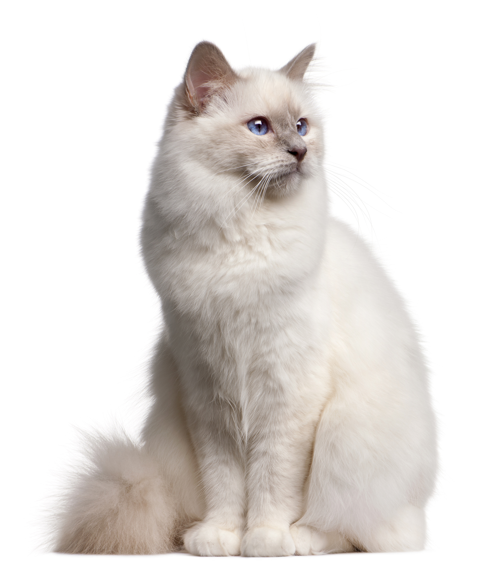 Birman Cat Breed Information & Characteristics