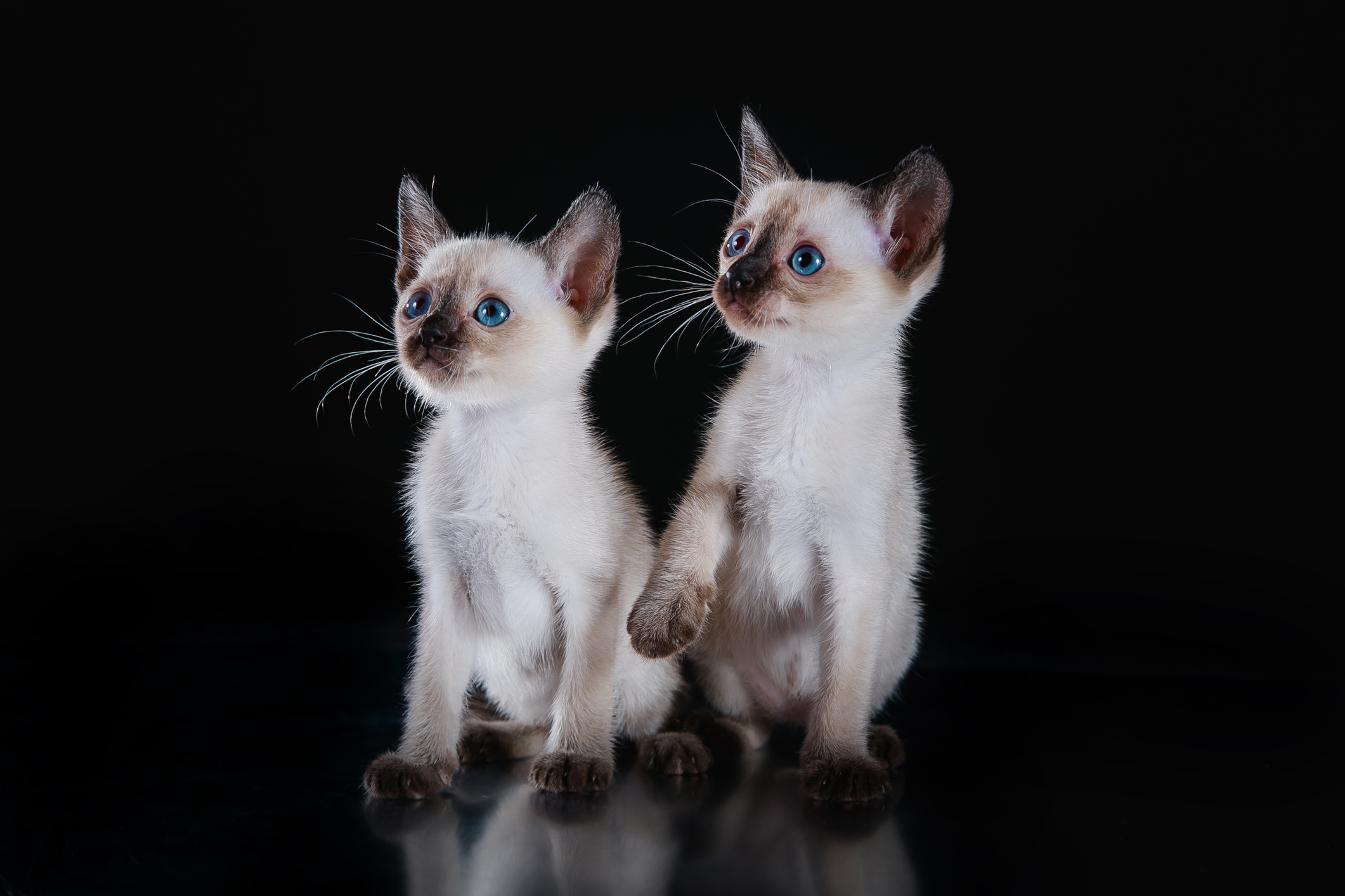 Tonkinese Cat Breed Information & Characteristics