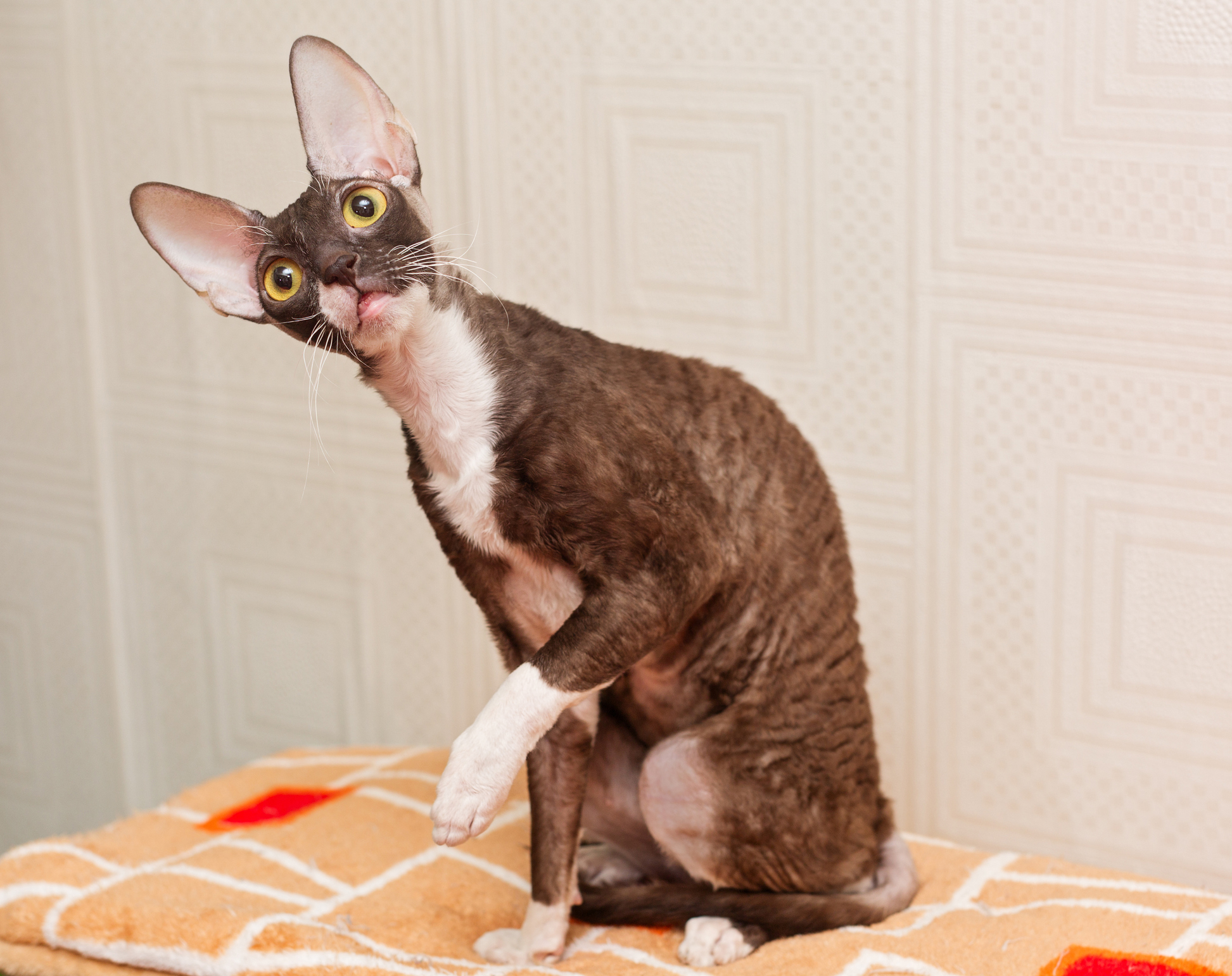 Cornish Rex Cat Breed Information & Characteristics