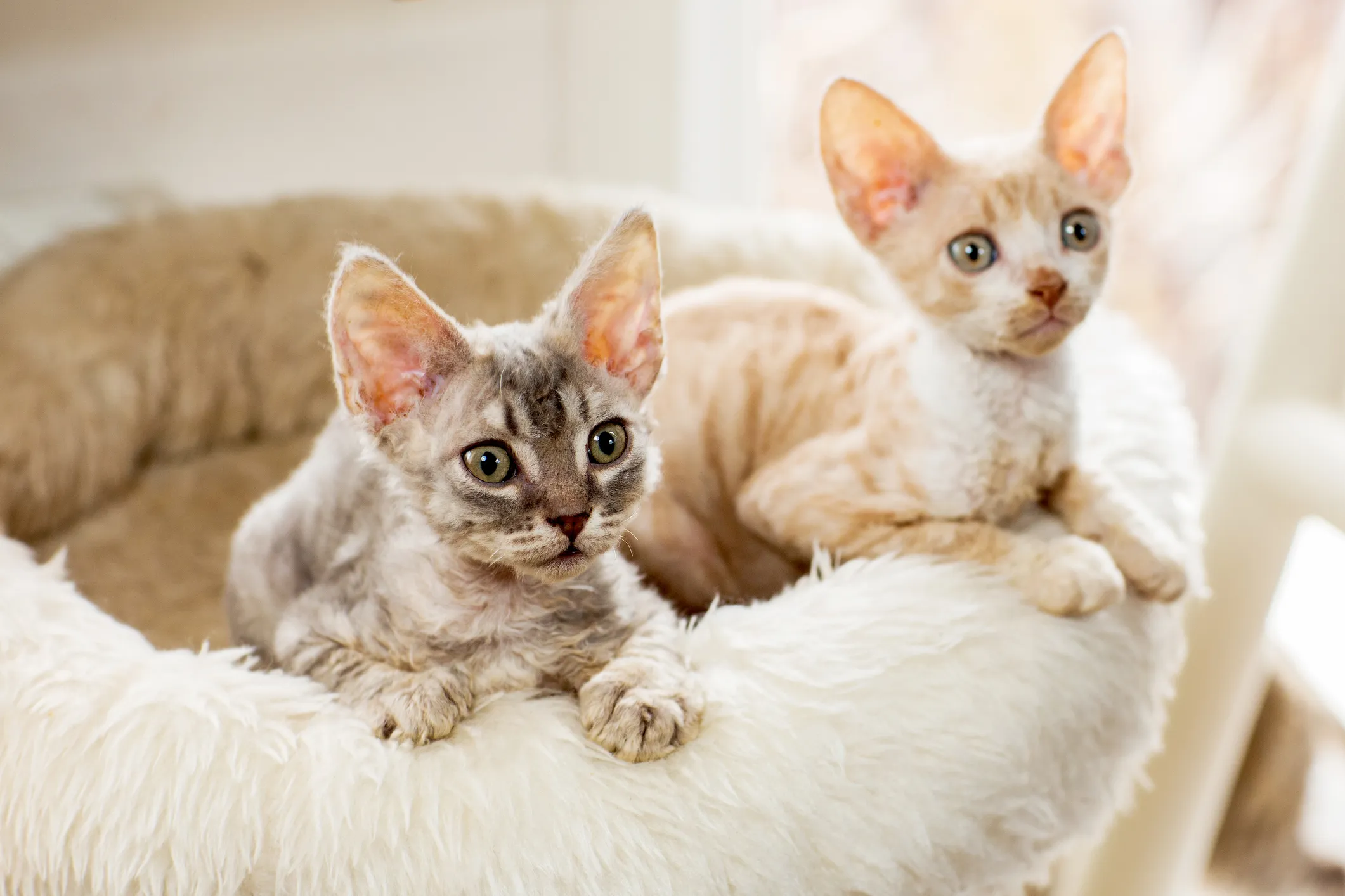 Cornish Rex Cat Breed Information & Characteristics