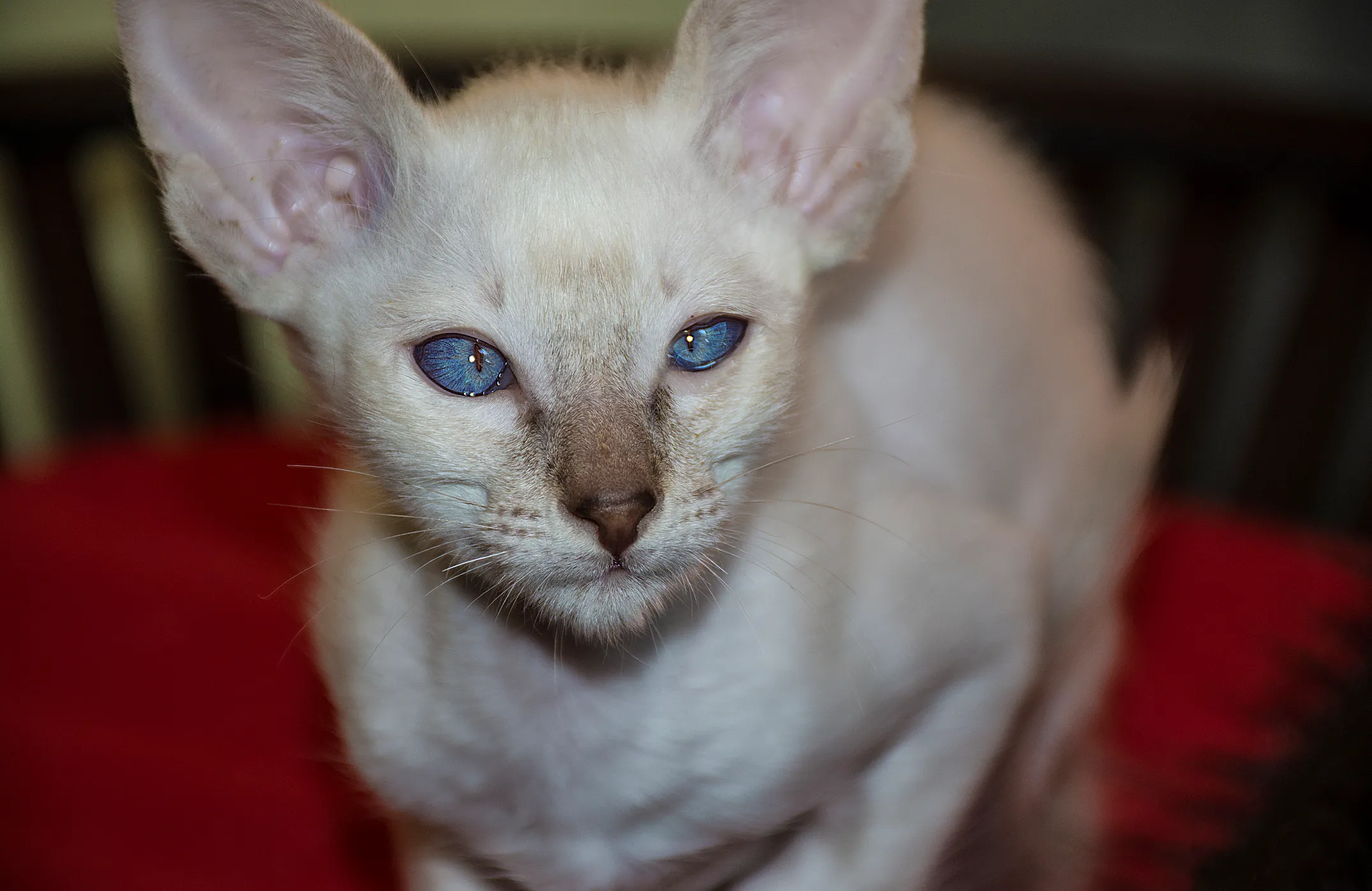 Javanese Cat Breed Information & Characteristics