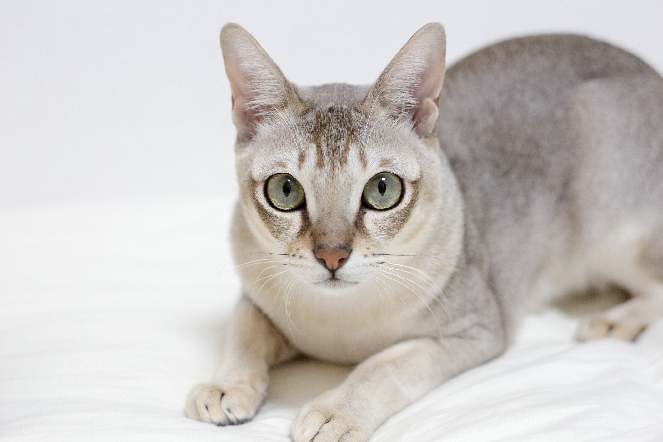 Singapura Cat Breed Information & Characteristics