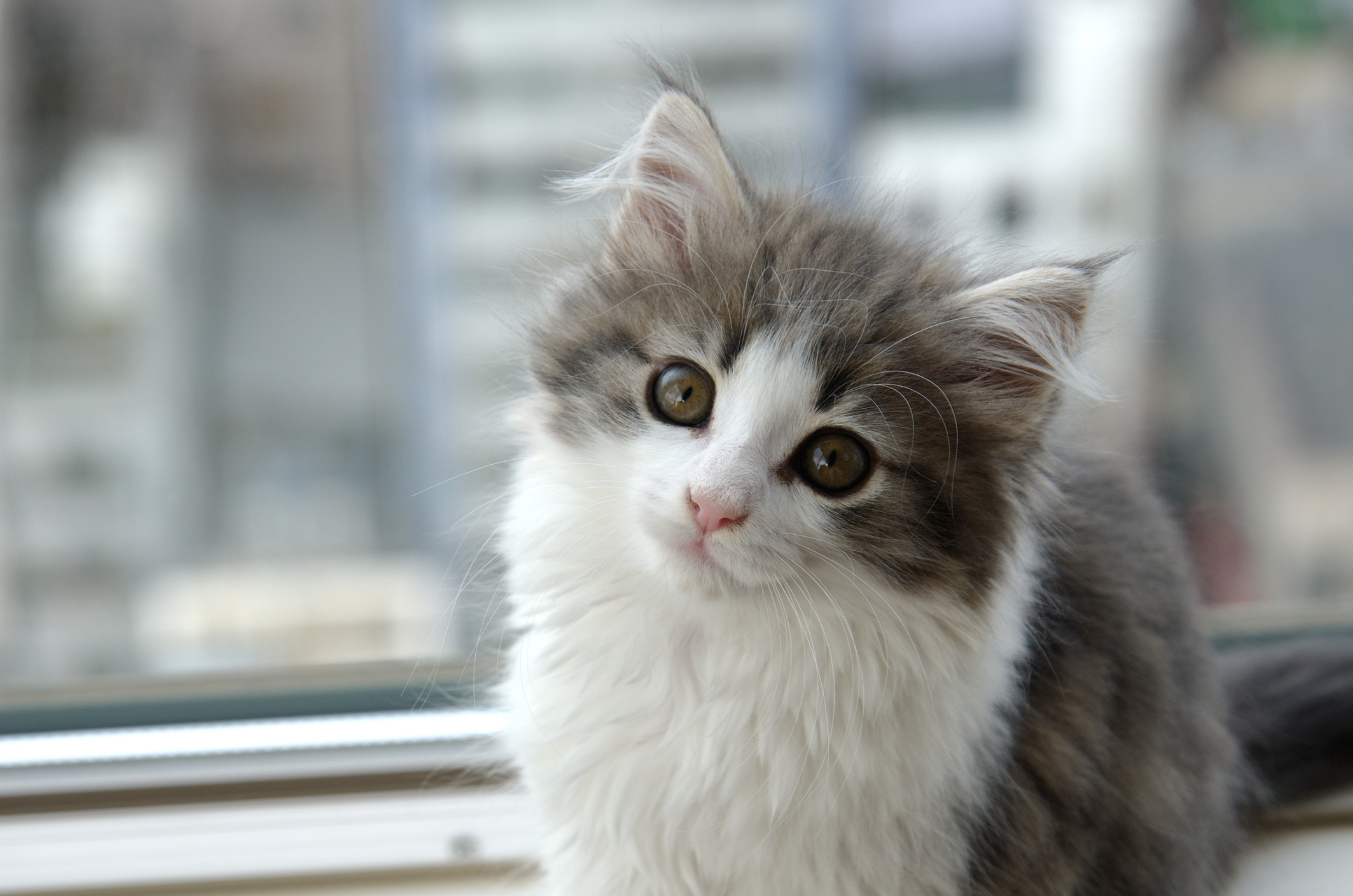 Norwegian Forest Cat Breed Information & Characteristics