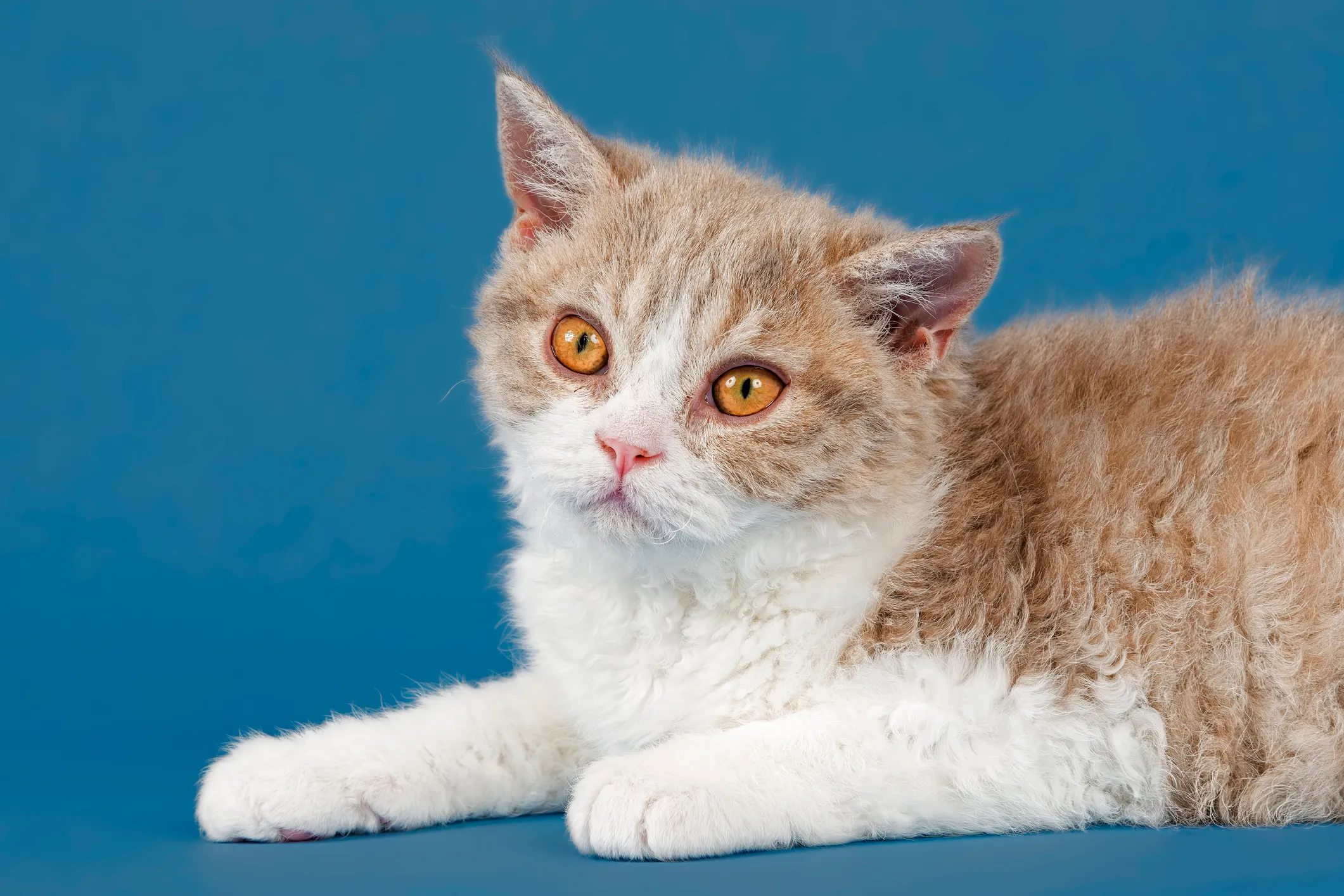 Selkirk Rex Cat Breed Information & Characteristics