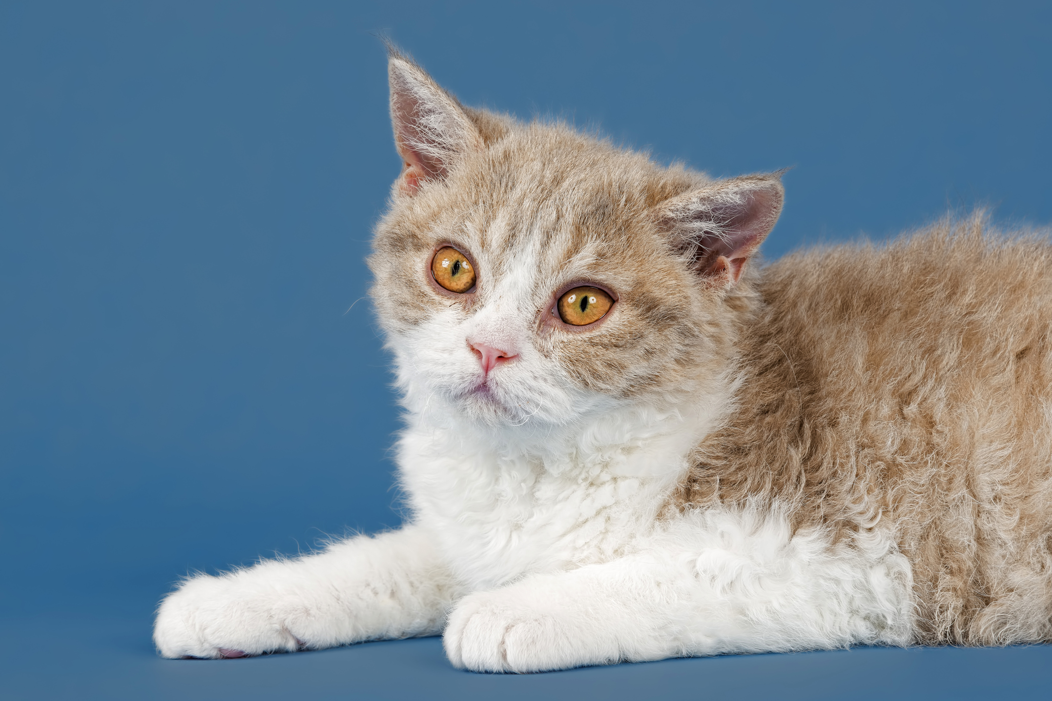 Selkirk Rex Cat Breed Information & Characteristics