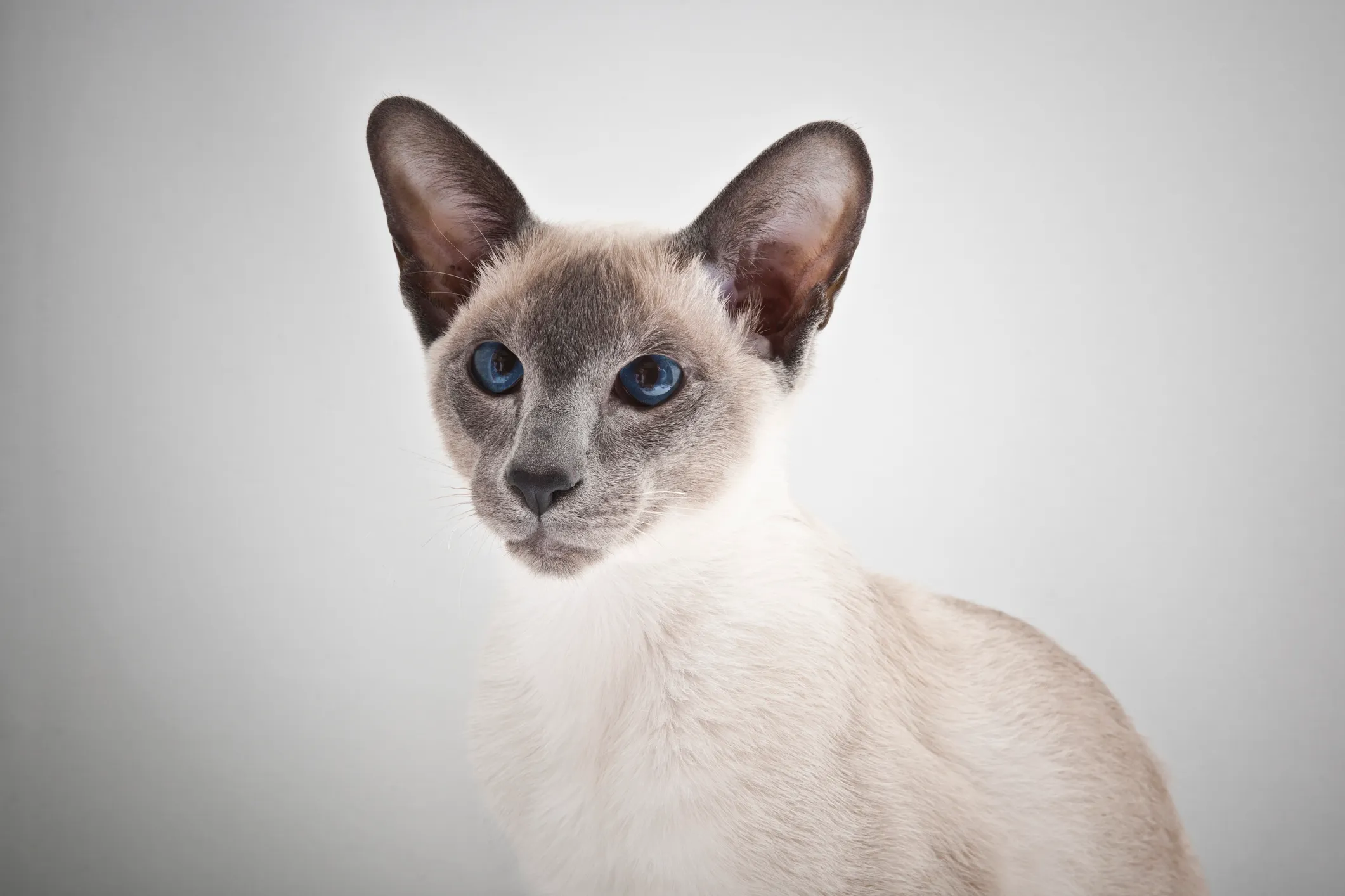 Siamese Cat Breed Information & Characteristics