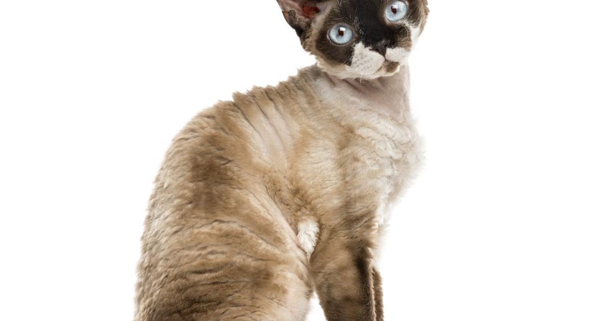 Devon Rex Cat Breed Information & Characteristics