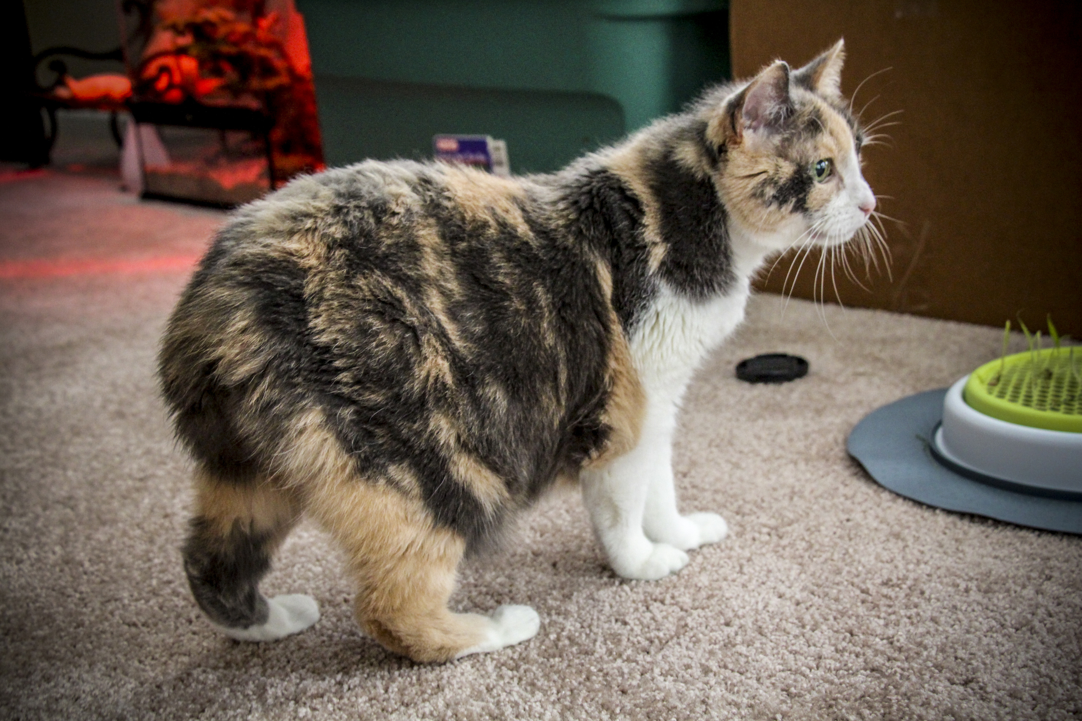 Manx Cat Breed Information & Characteristics