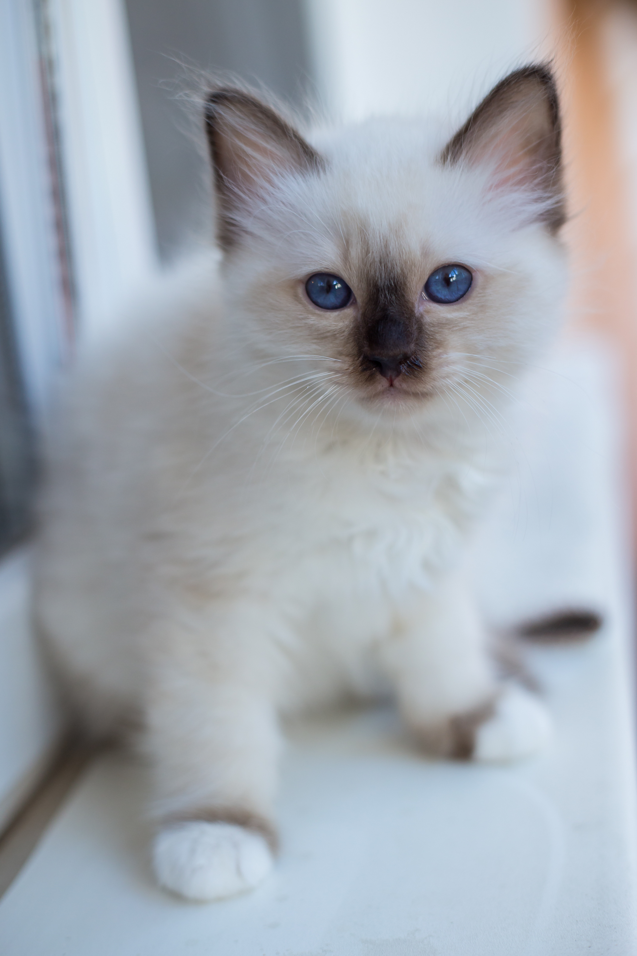 Birman Cat Breed Information & Characteristics