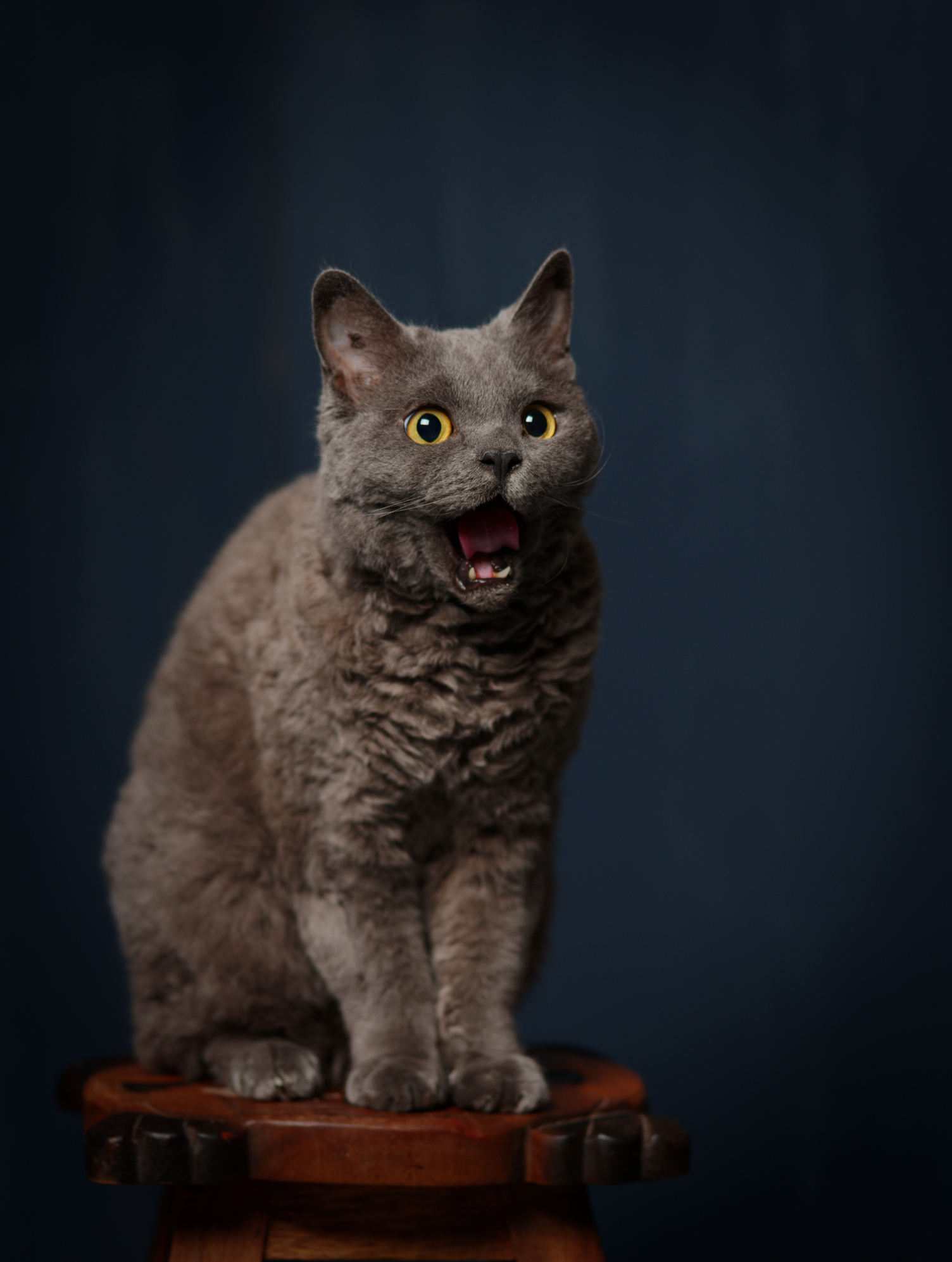 Selkirk Rex Cat Breed Information & Characteristics