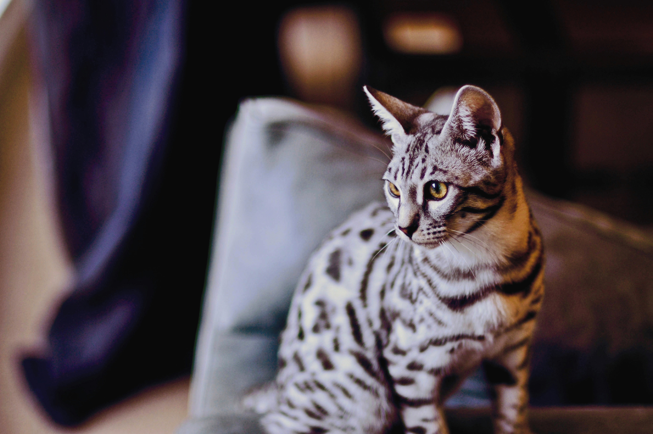 Bengal Cat Breed Information & Characteristics