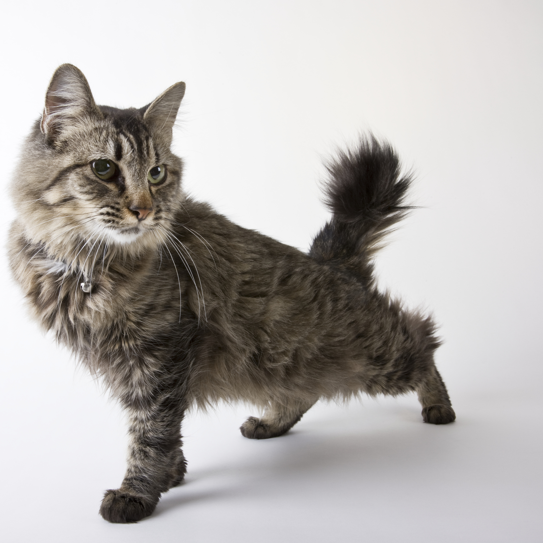 American Bobtail Cat Breed Information & Characteristics