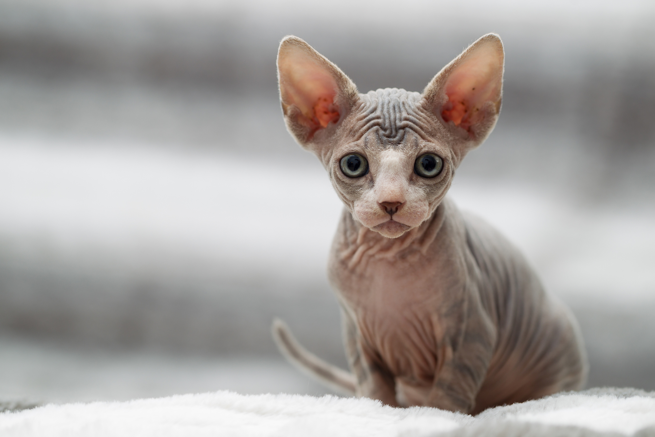 Sphynx Cat Breed Information & Characteristics