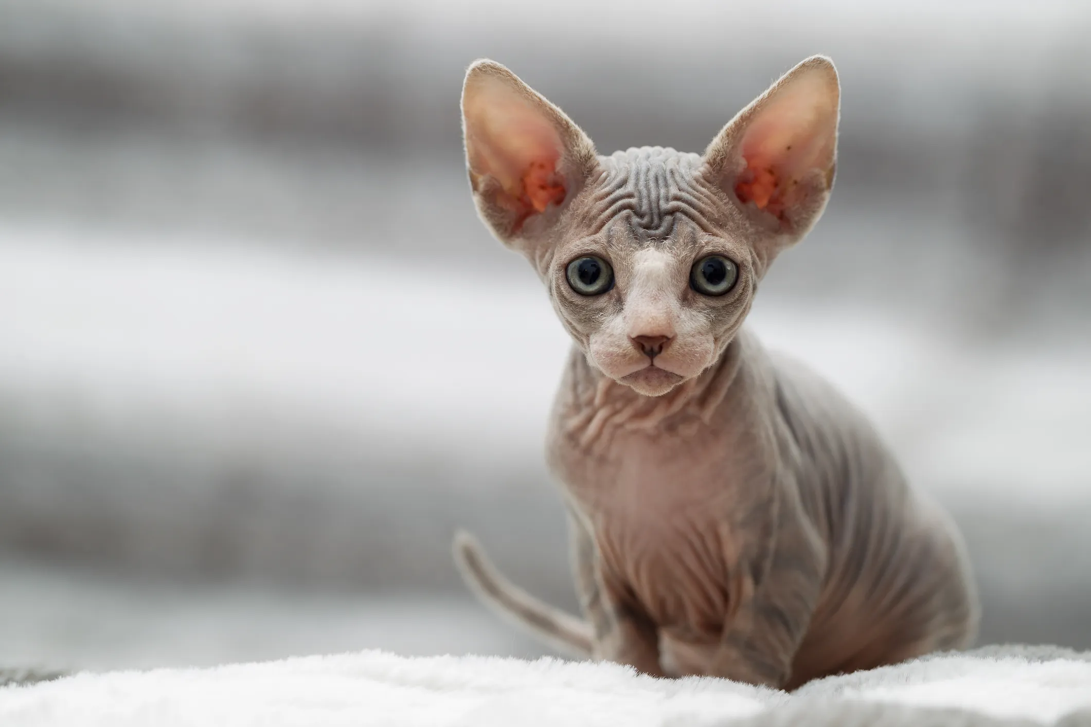 Sphynx Cat Breed Information & Characteristics