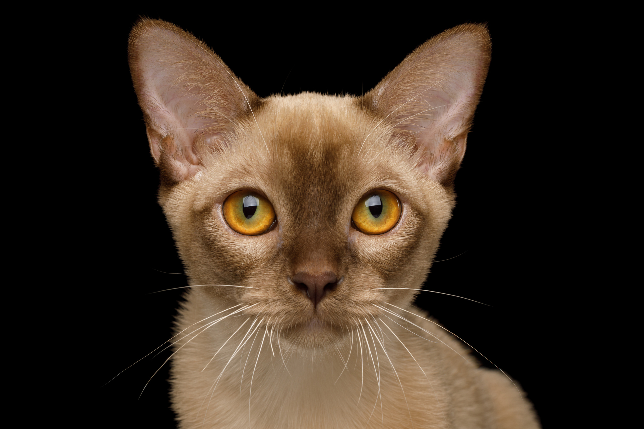 Burmese Cat Breed Information & Characteristics