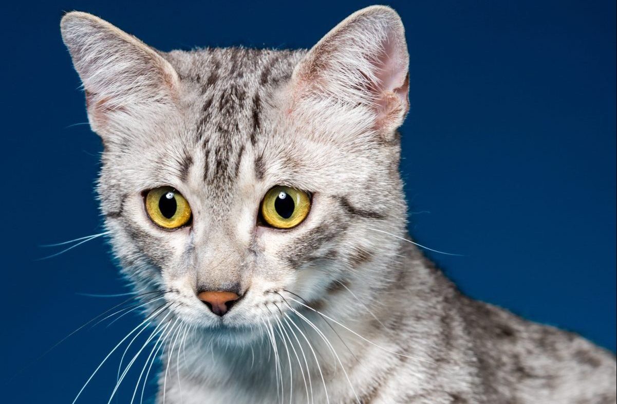 Egyptian Mau Cat Breed Information & Characteristics