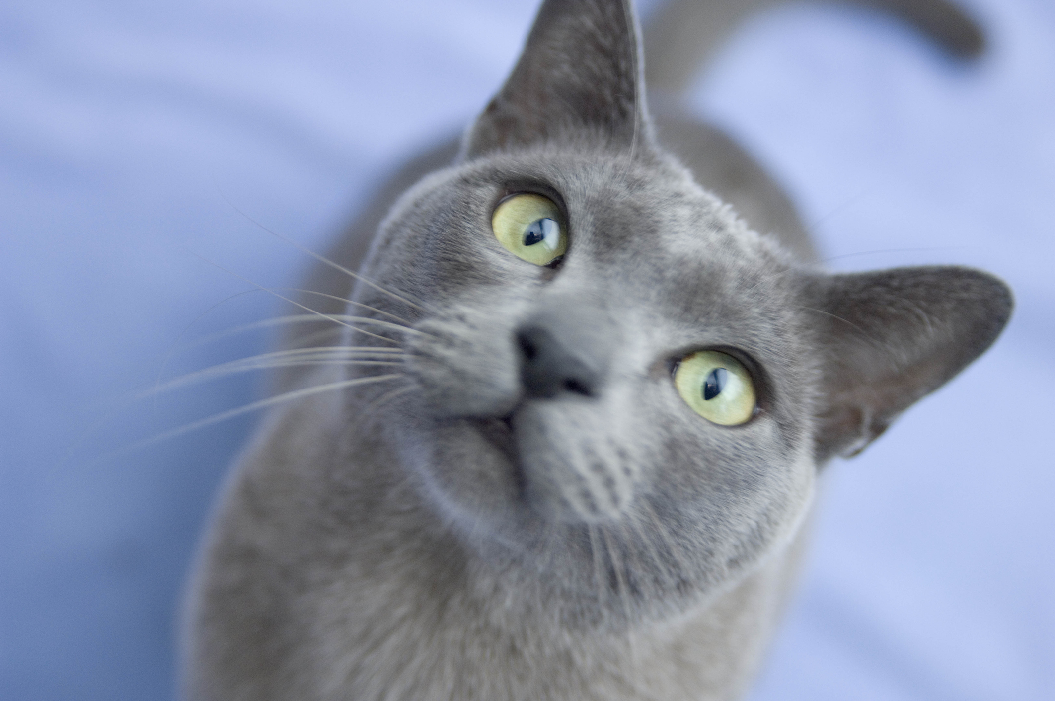 Burmese Cat Breed Information & Characteristics