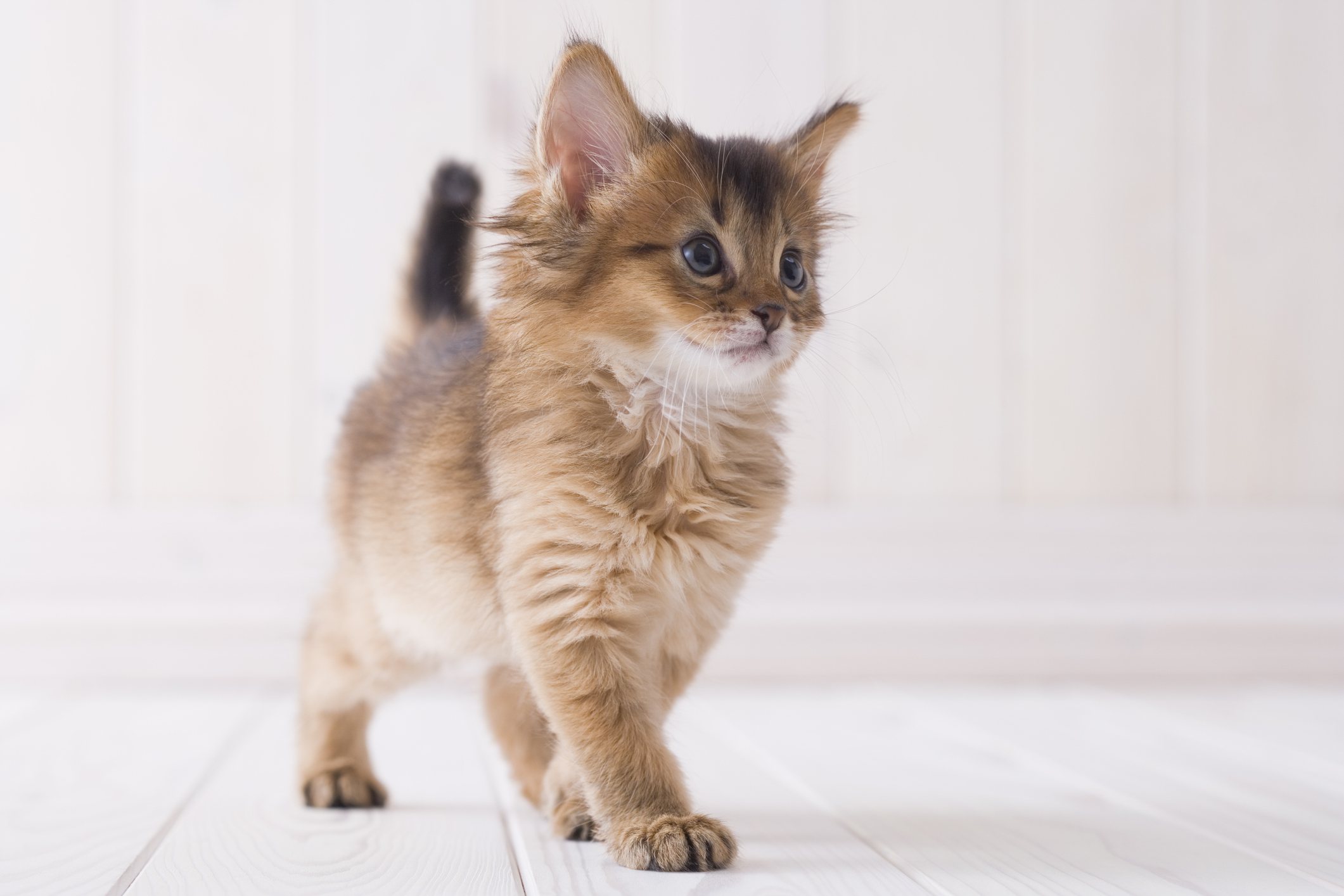 Somali Cat Breed Information & Characteristics