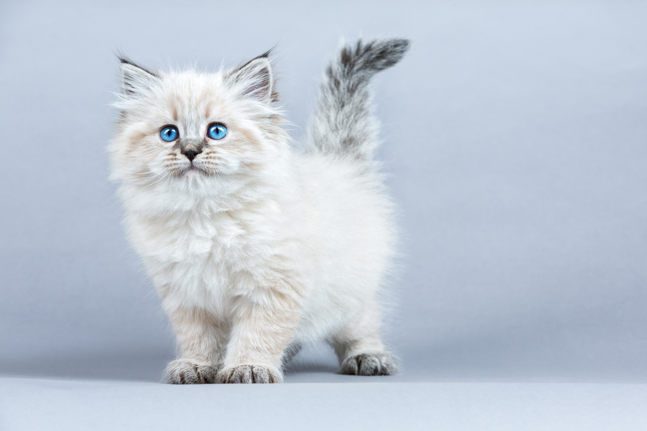 Siberian Cat Breed Information & Characteristics