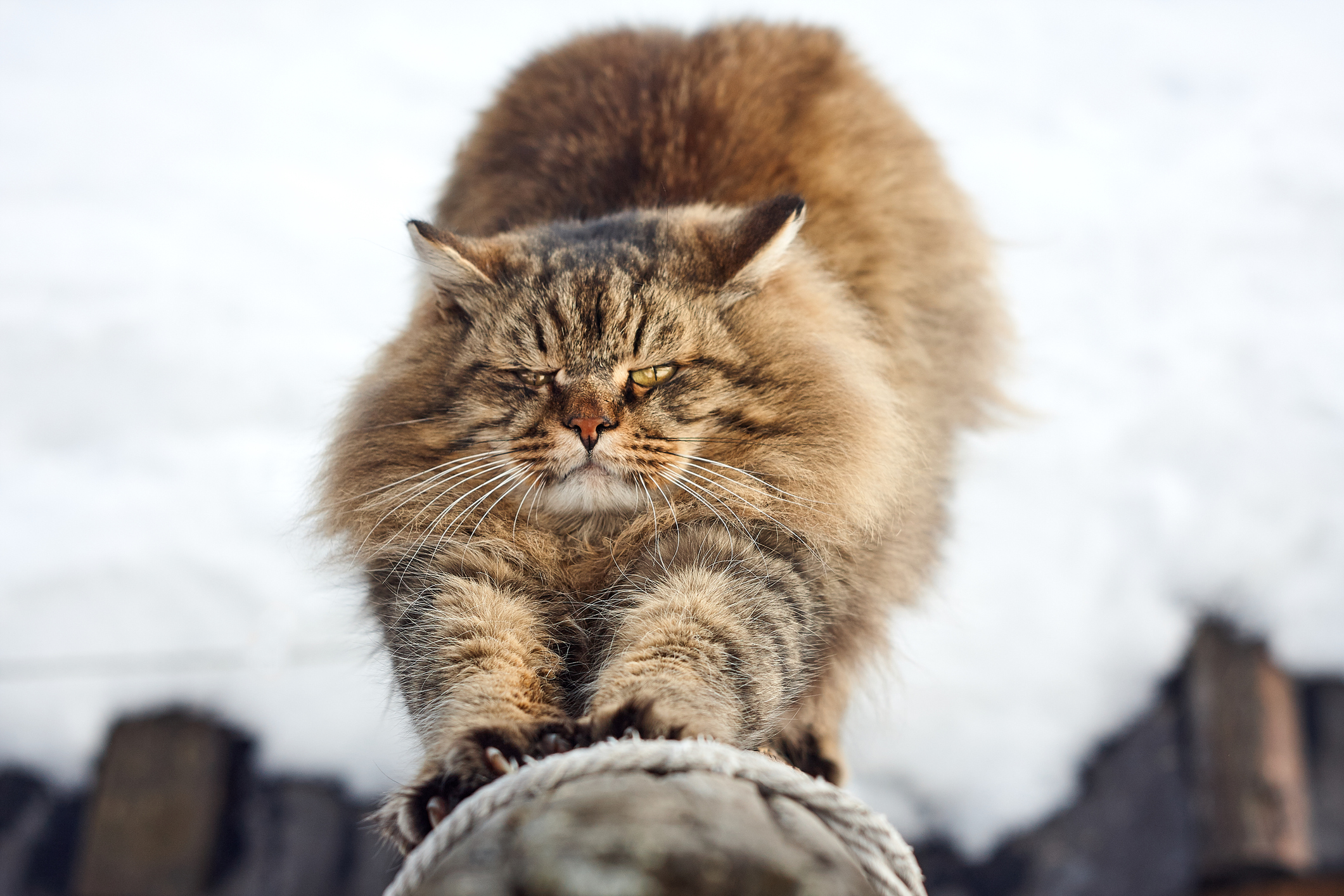 Siberian Cat Breed Information & Characteristics